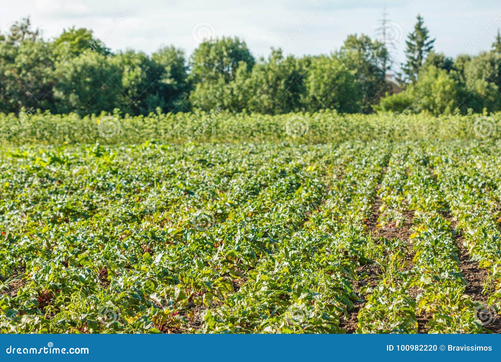 Rows of Fodder Beet on the Field. Crop and Farming Stock Photo - Image ...