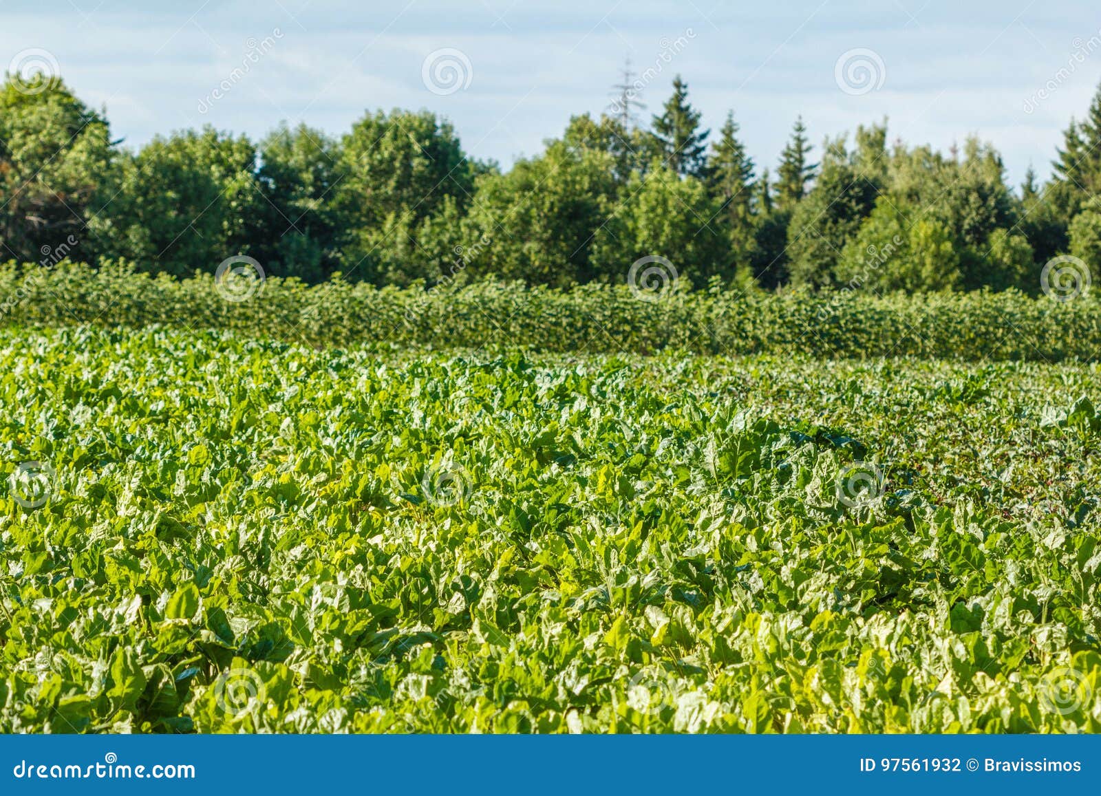 Rows of Fodder Beet on the Field. Crop and Farming Stock Photo - Image ...