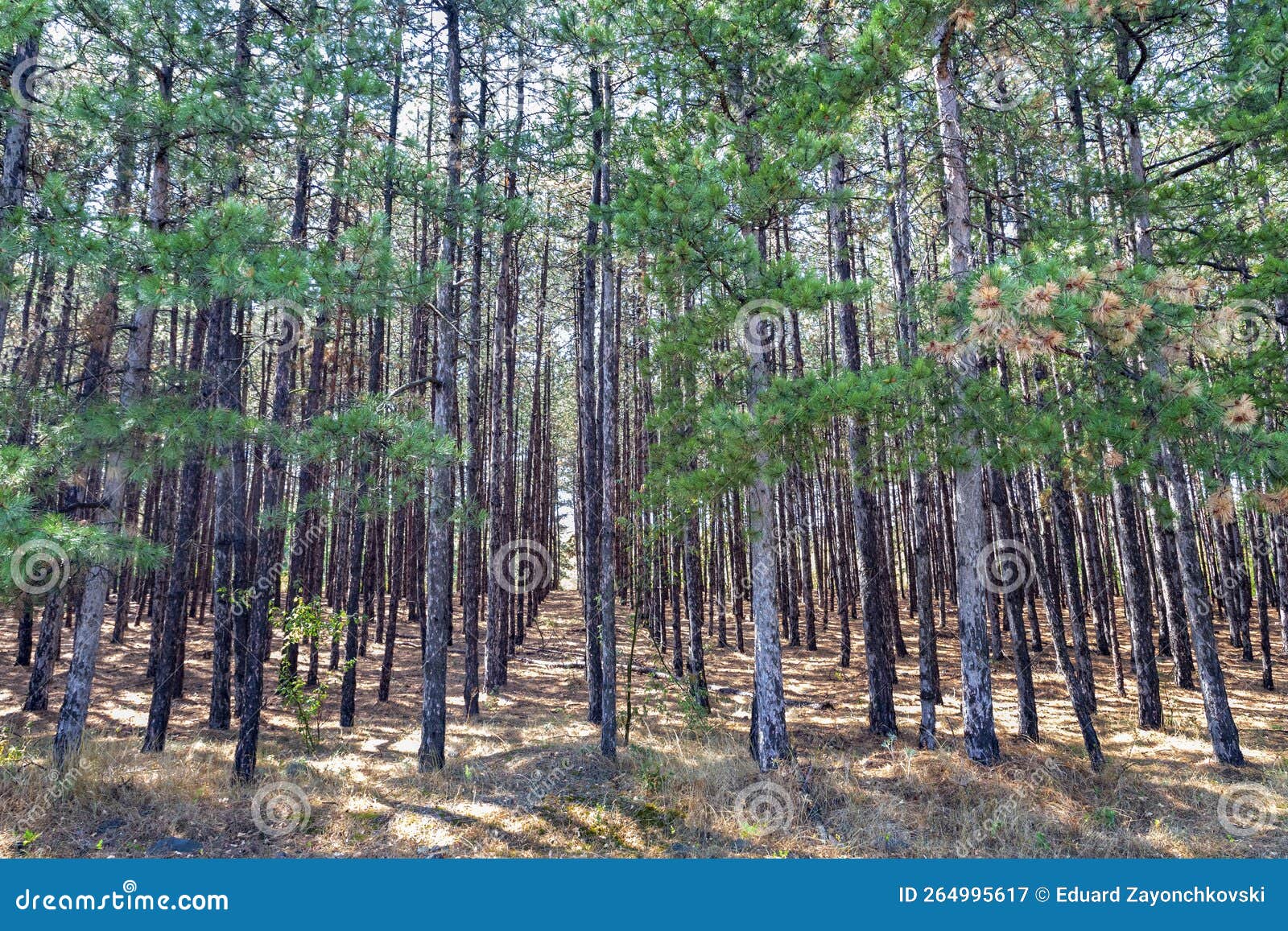 Rows of Forest Pine Trees. Natural Background Stock Image - Image of ...