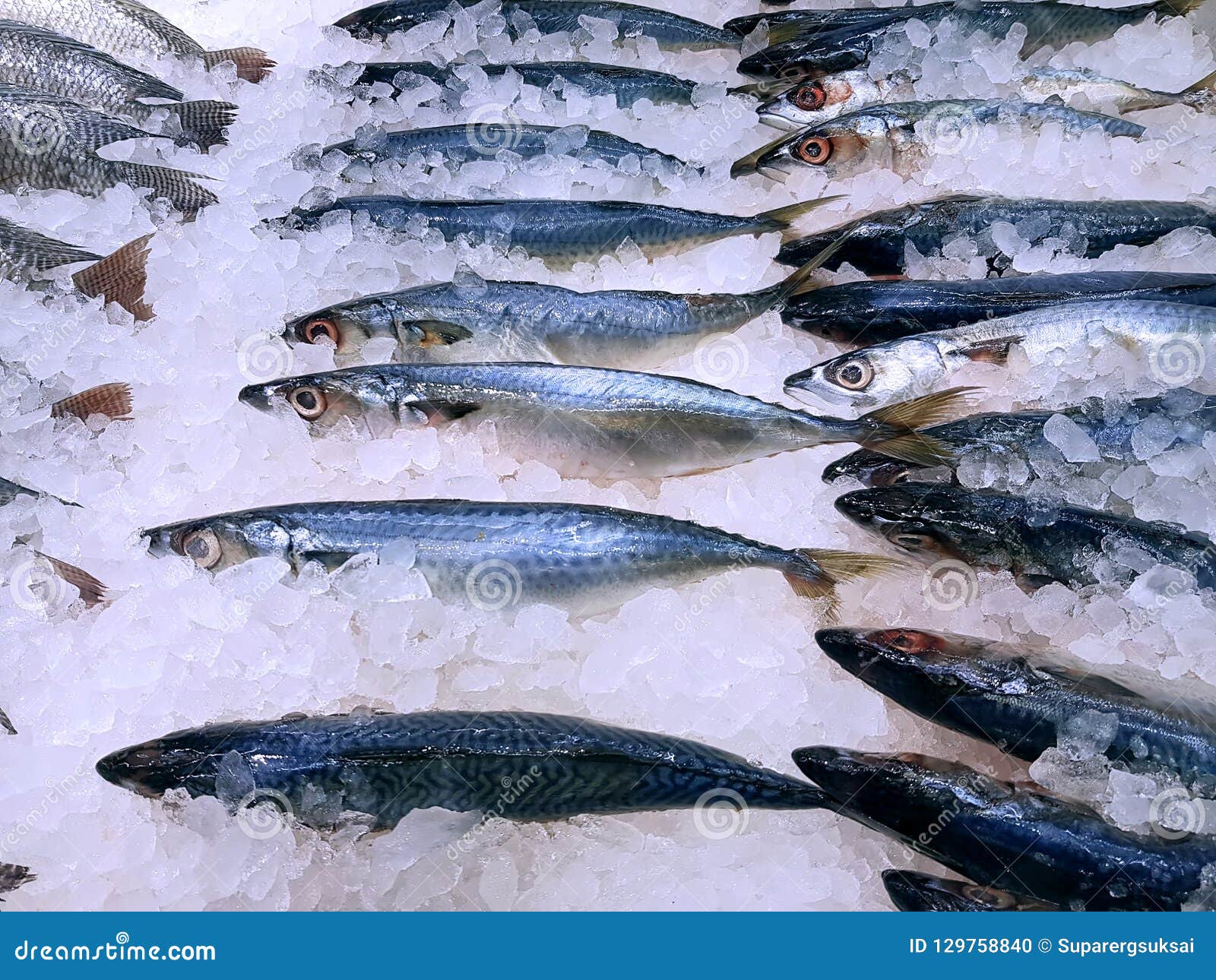 Rows of Fresh Blue Saba Mackerel Fish in Pile of Ice Stock Photo ...