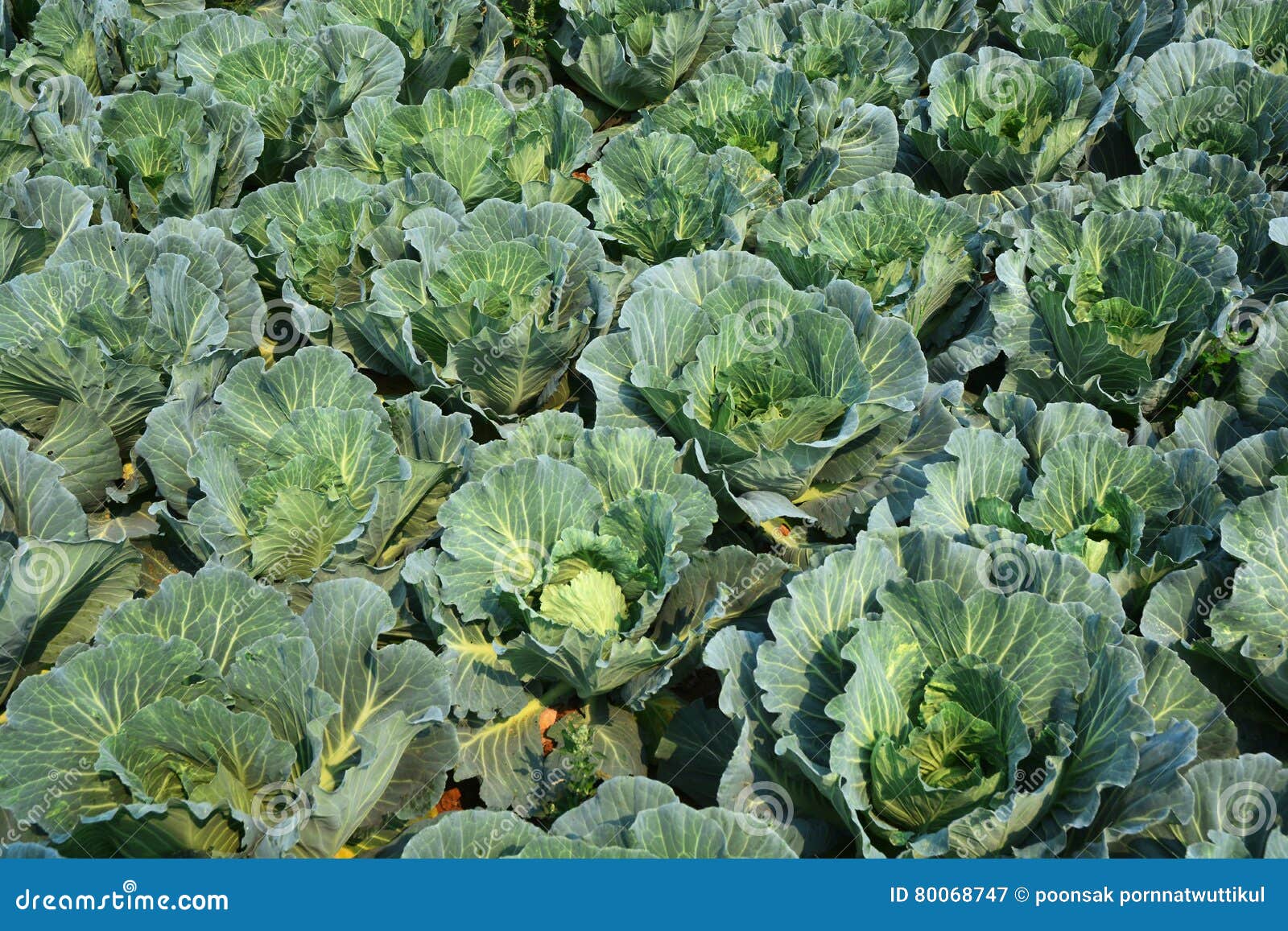 Rows of Fresh Cabbage Plants Stock Image - Image of macro, closeup ...