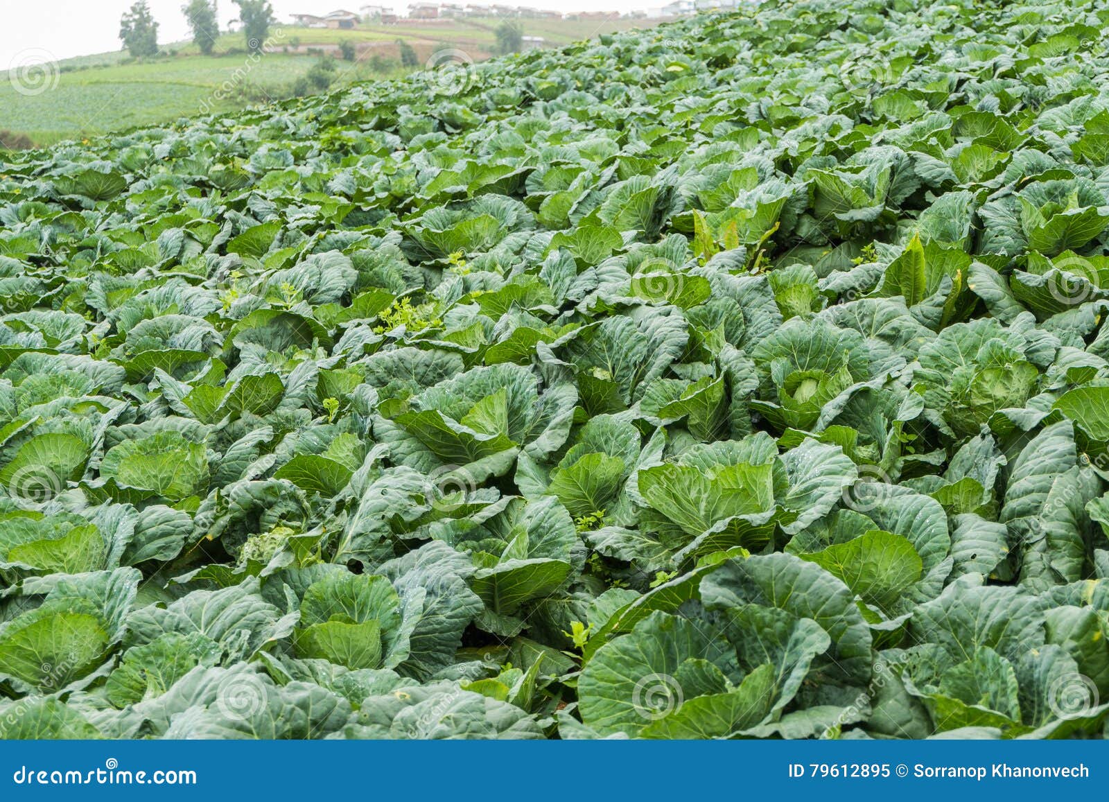 Rows of Fresh Cabbage Plants on the Field before the Harvest Stock ...