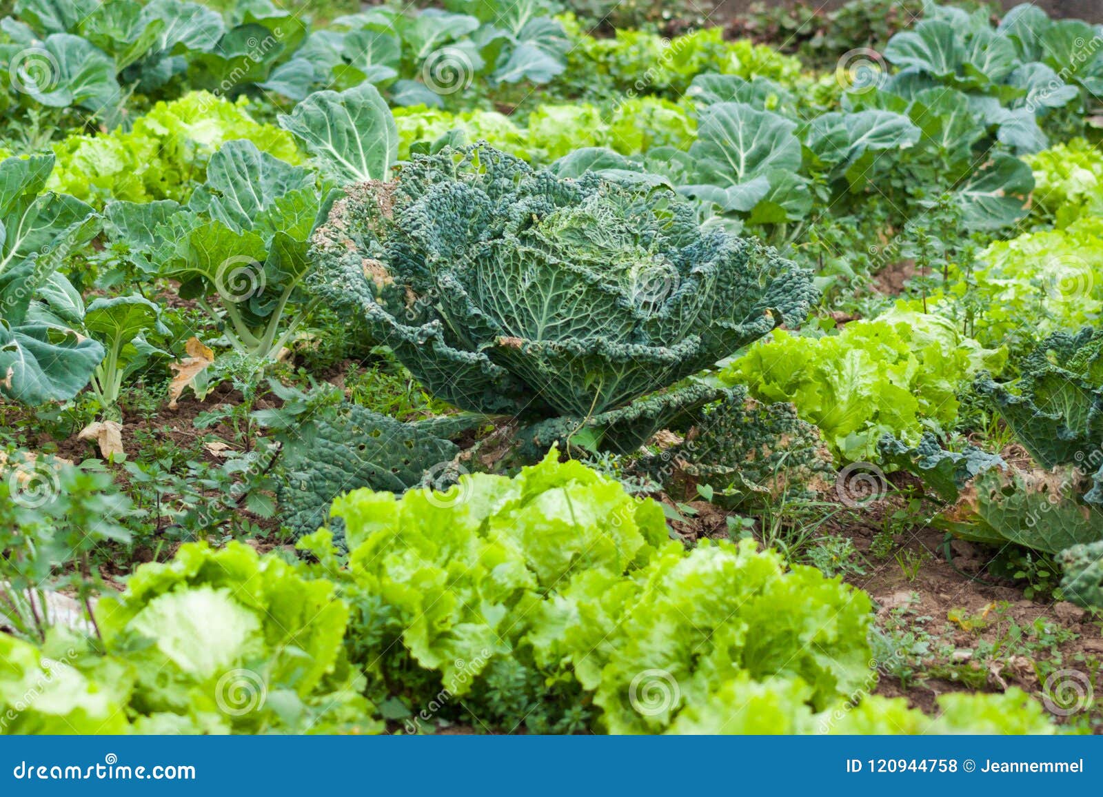 Rows of Fresh Green Cabbage before Harvesting in the Garden Stock Photo ...