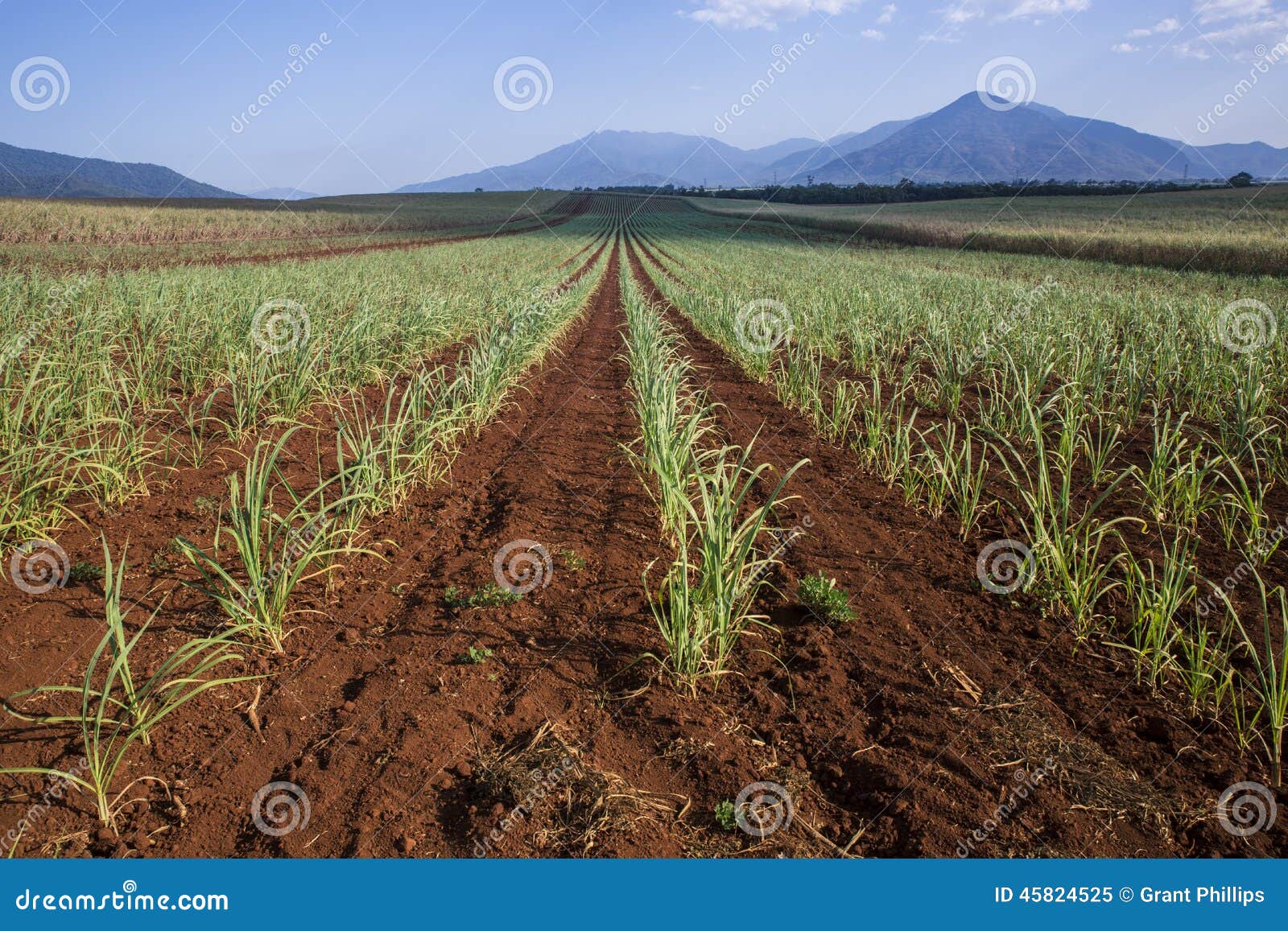 Rows of Freshly Planted Sugar Cane Stock Image - Image of green, blue ...