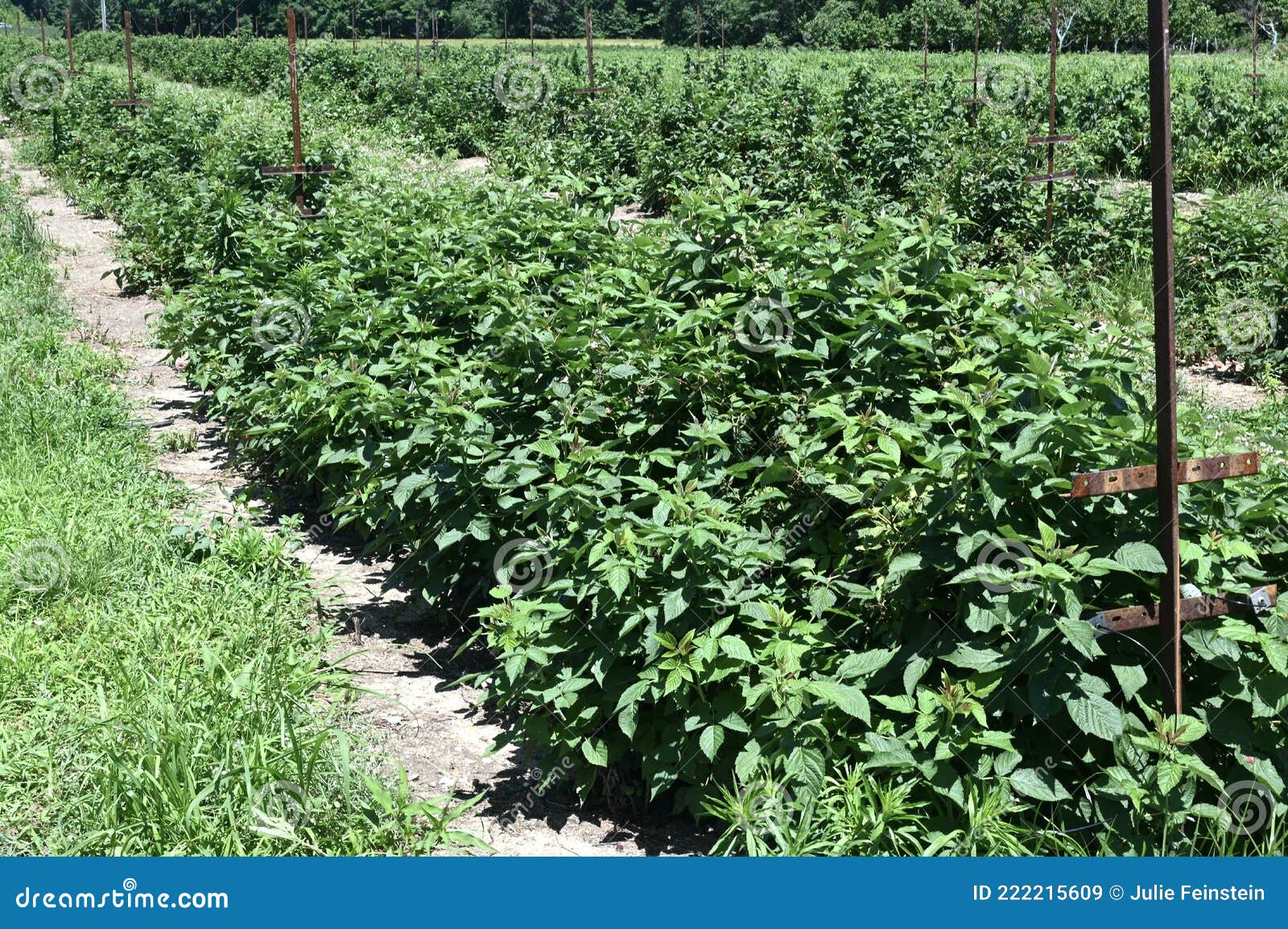Raspberry Brambles stock image. Image of ripe, healthy - 222215609