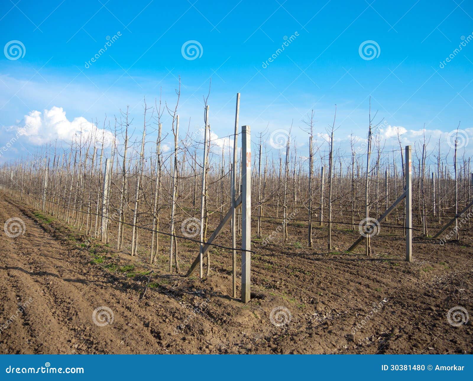 Rows of fruit trees stock photo. Image of agriculture - 30381480