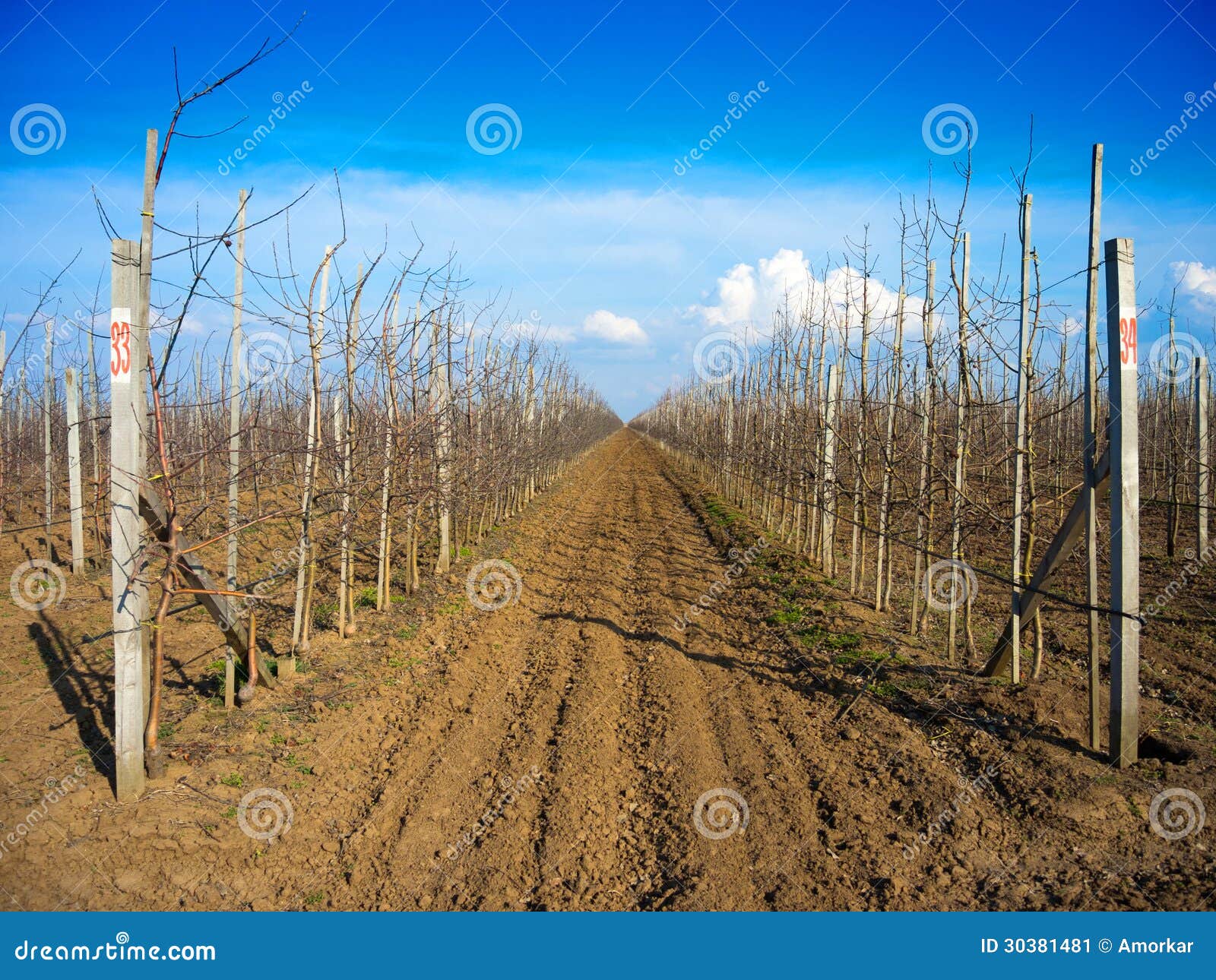Rows of fruit trees stock image. Image of farm, branch - 30381481