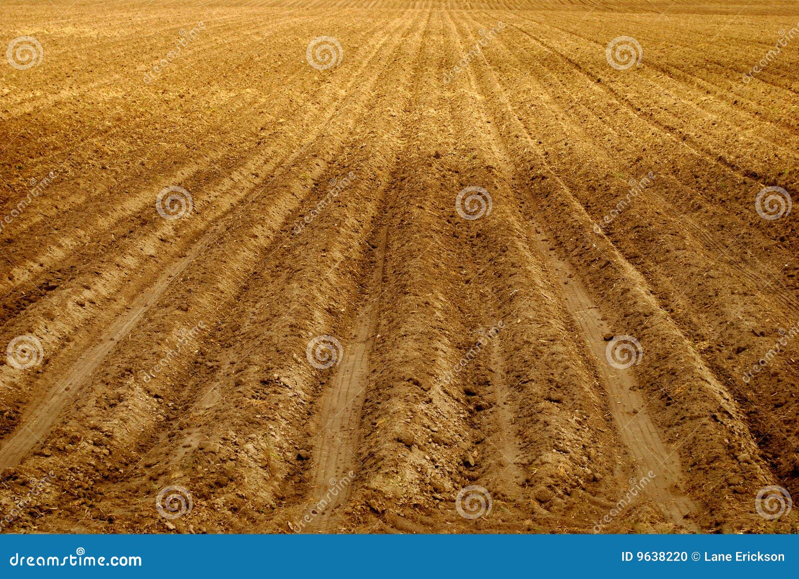 Rows of Furrows in Field stock photo. Image of growth - 9638220