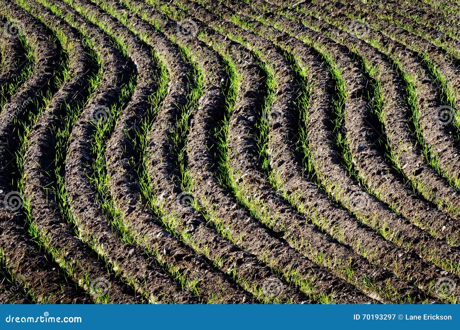 Rows of Furrows in Field stock image. Image of grow, growing - 70193297