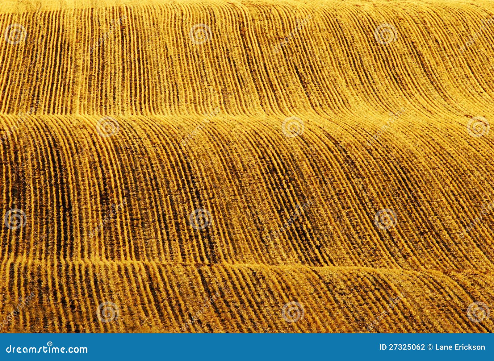 Rows of Furrows in Plowed Field Stock Photo - Image of growing ...