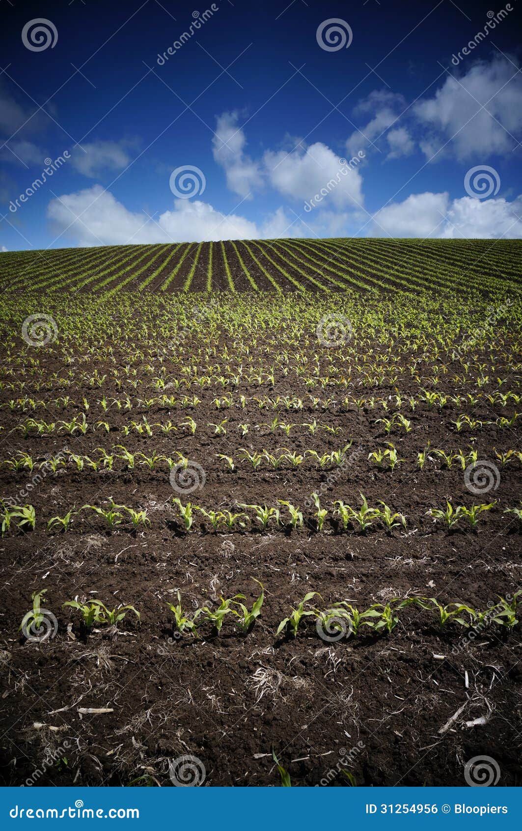 Rows of golden corn field stock photo. Image of rural - 31254956