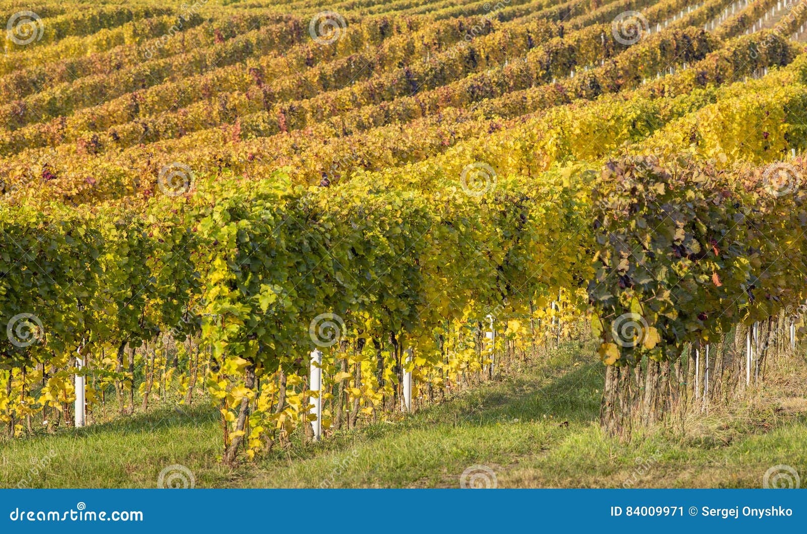 Golden Grape Vine On Forged Grates Stock Photography | CartoonDealer ...
