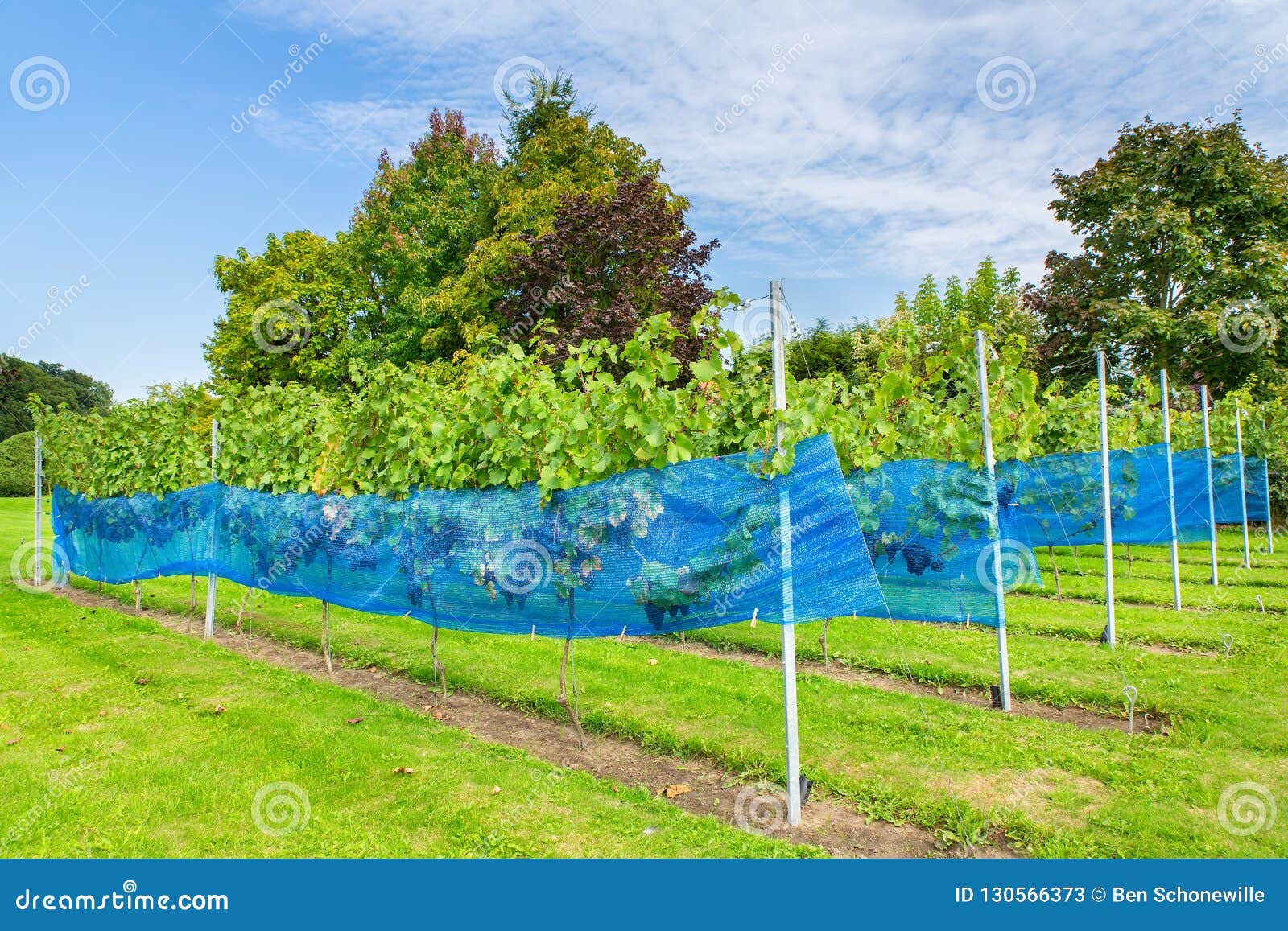 Rows of Grape Plants in Dutch Vineyard Stock Image - Image of green ...