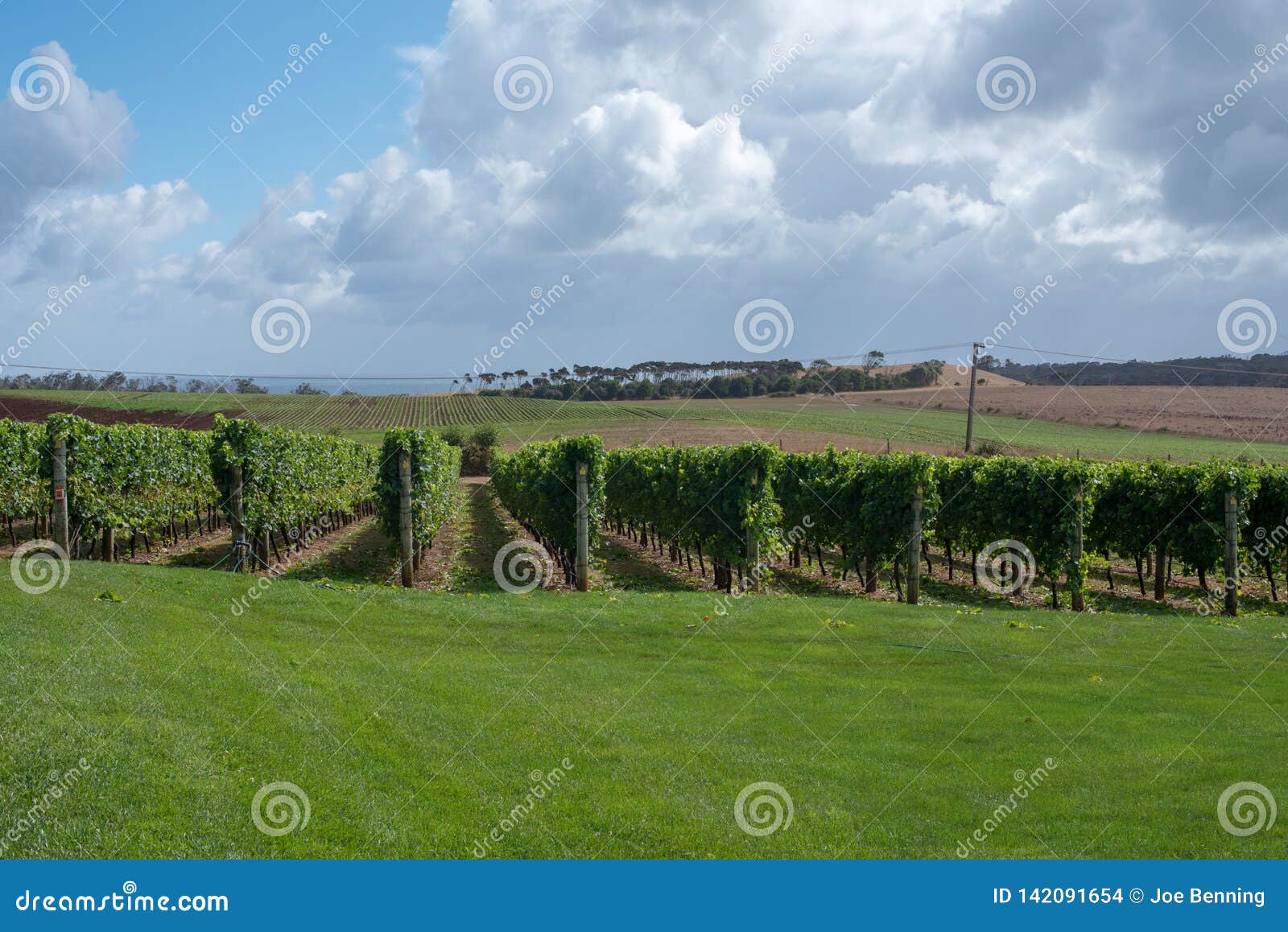 Rows of Grape Plants in a Vineyard Stock Photo - Image of green ...