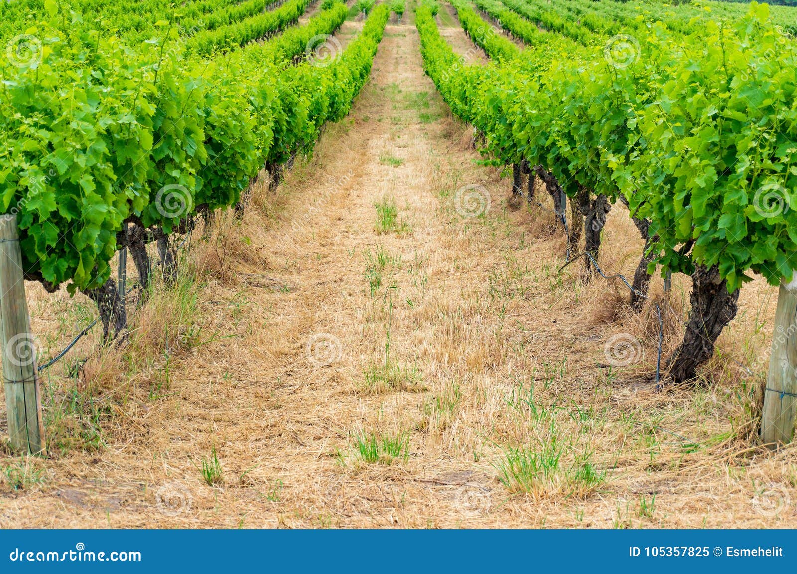 Rows of Grape Vine Plants in Vineyard Stock Image - Image of season ...