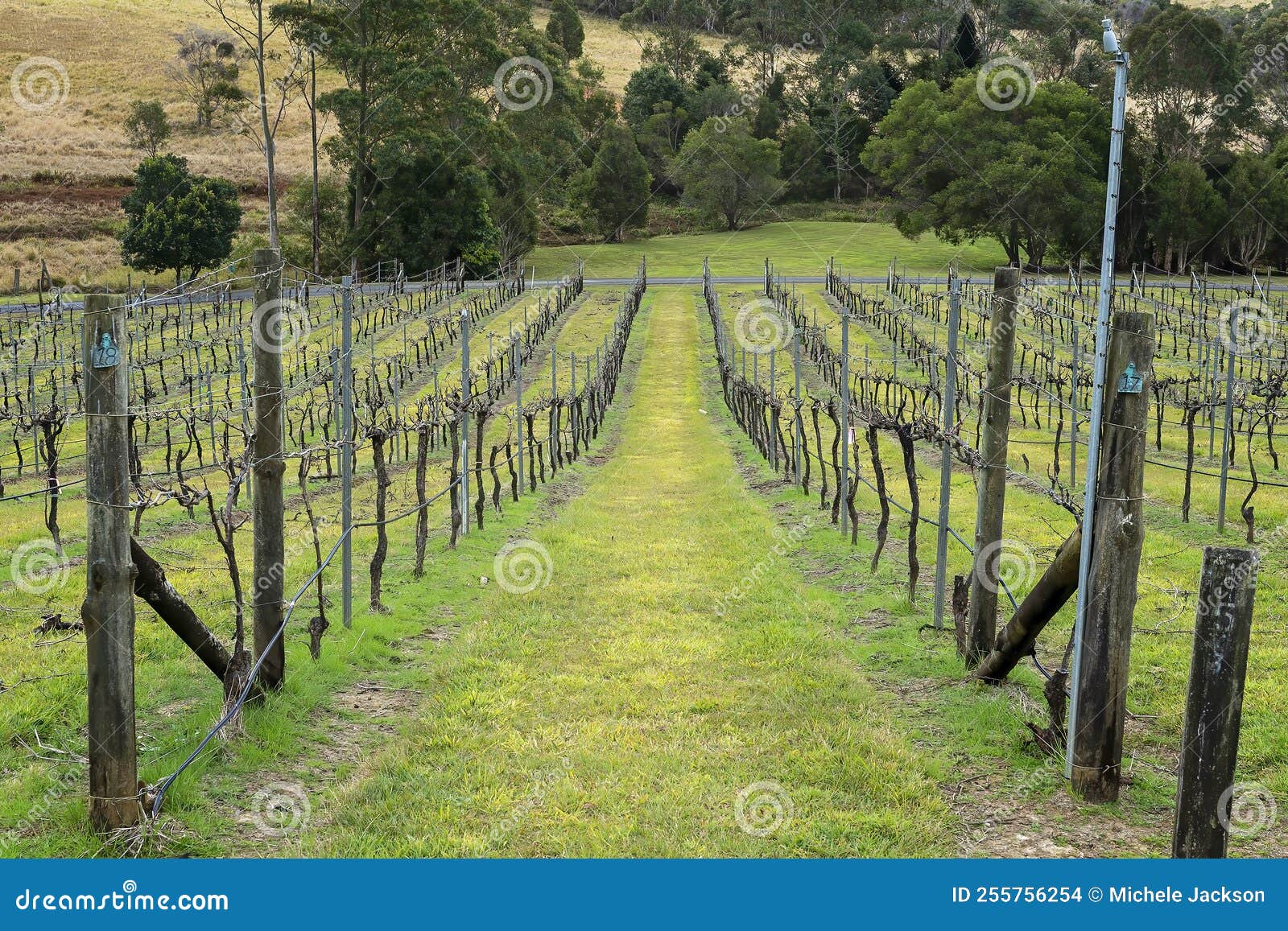 Rows of Grape Vines Planted in a Vineyard - Viticulture Stock Photo ...