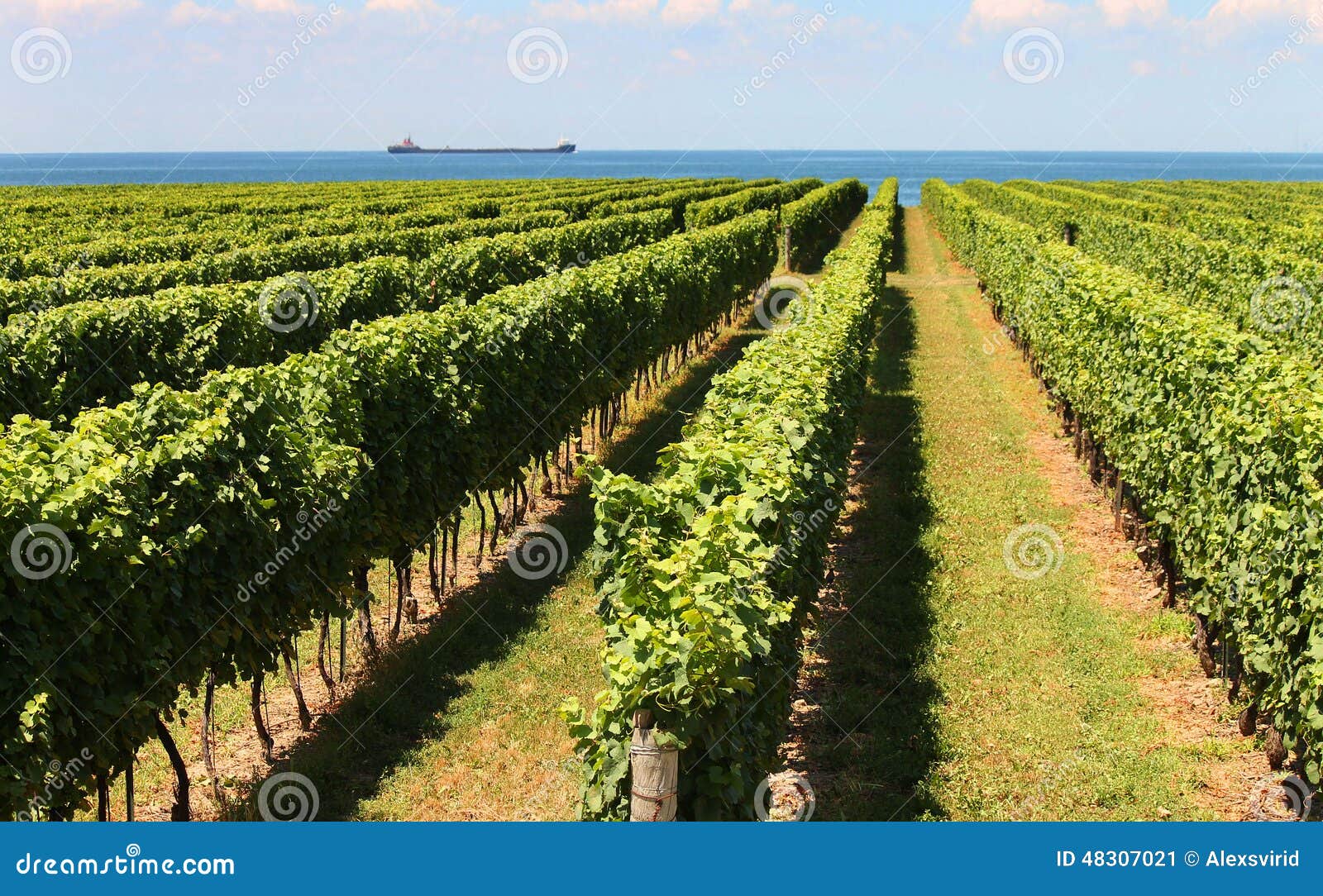 Rows of grape vines stock image. Image of vineyard, crop - 48307021