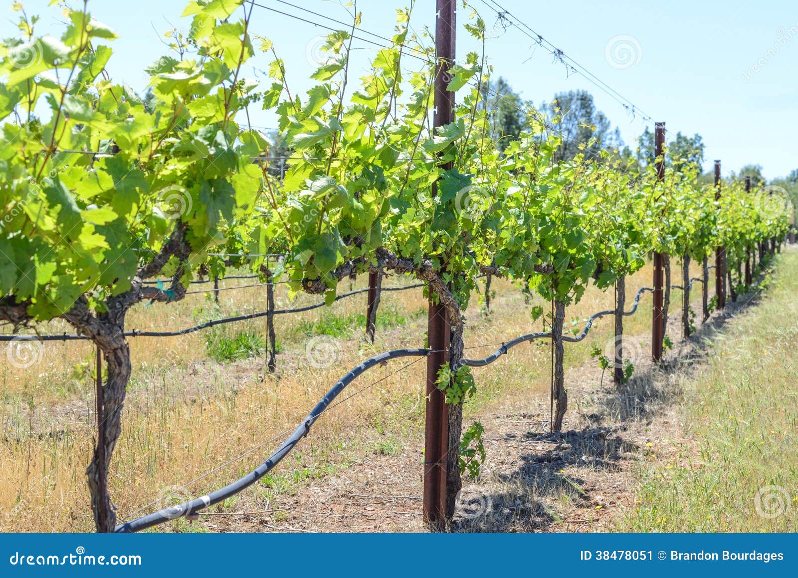 Rows of Grape Vines stock image. Image of rural, grow - 38478051