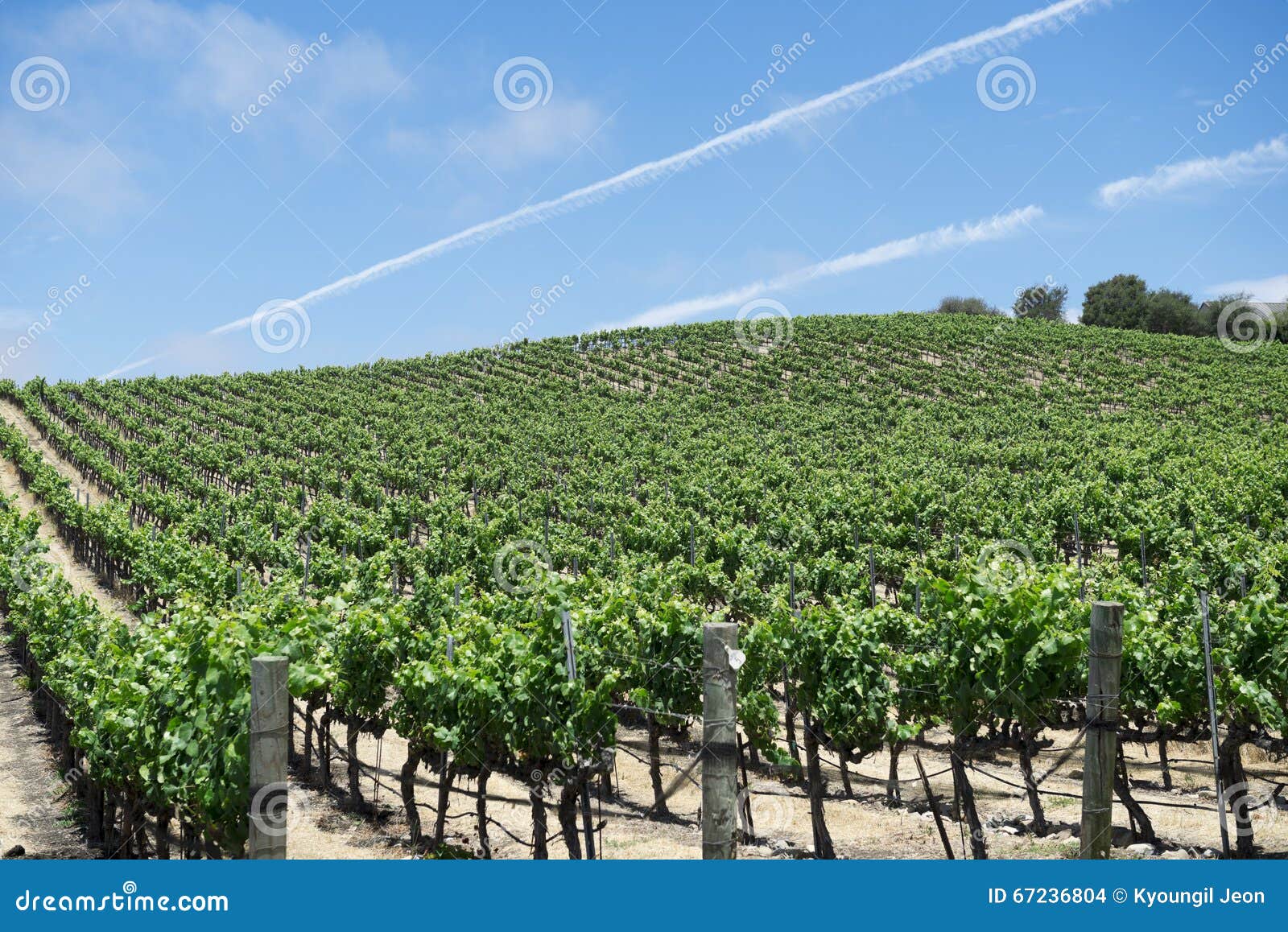 Rows of Grape Vines at a Winery Stock Photo - Image of fresh, leafs ...