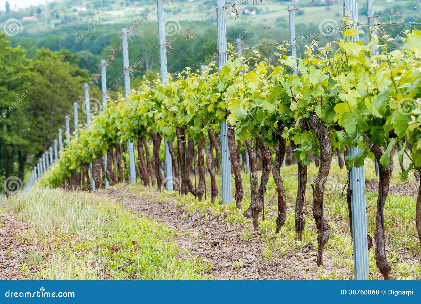 Rows of grapes stock photo. Image of fruit, harvest, autumn - 30760860