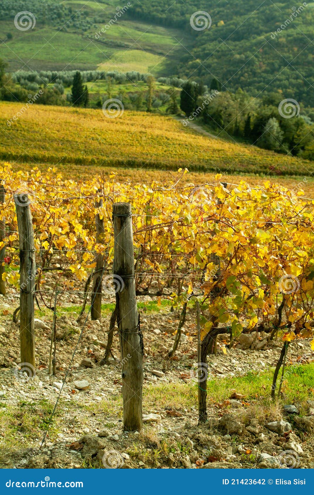 Rows of Grapevine in Autumn Stock Photo - Image of tree, grape: 21423642