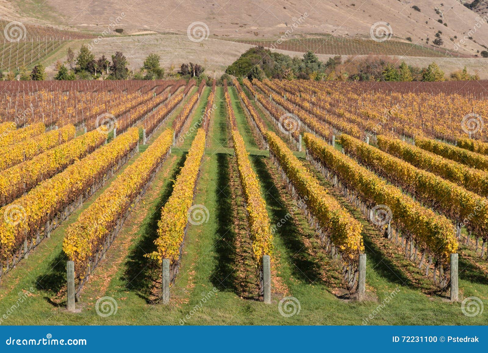 Rows of Grapevine in Autumn Vineyard Stock Photo - Image of viticulture ...