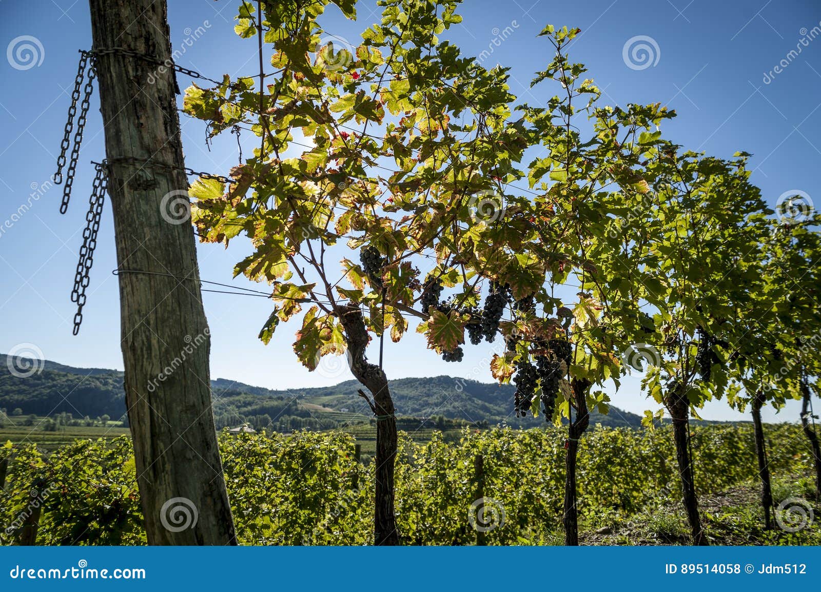 Rows of Grapevine with Bunch of Red Wine Stock Photo - Image of ...