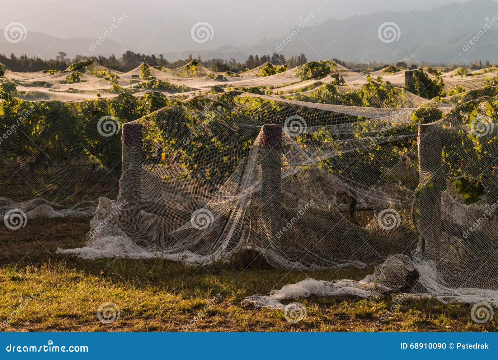 Rows of Grapevine Covered in Netting Stock Photo - Image of ripe ...