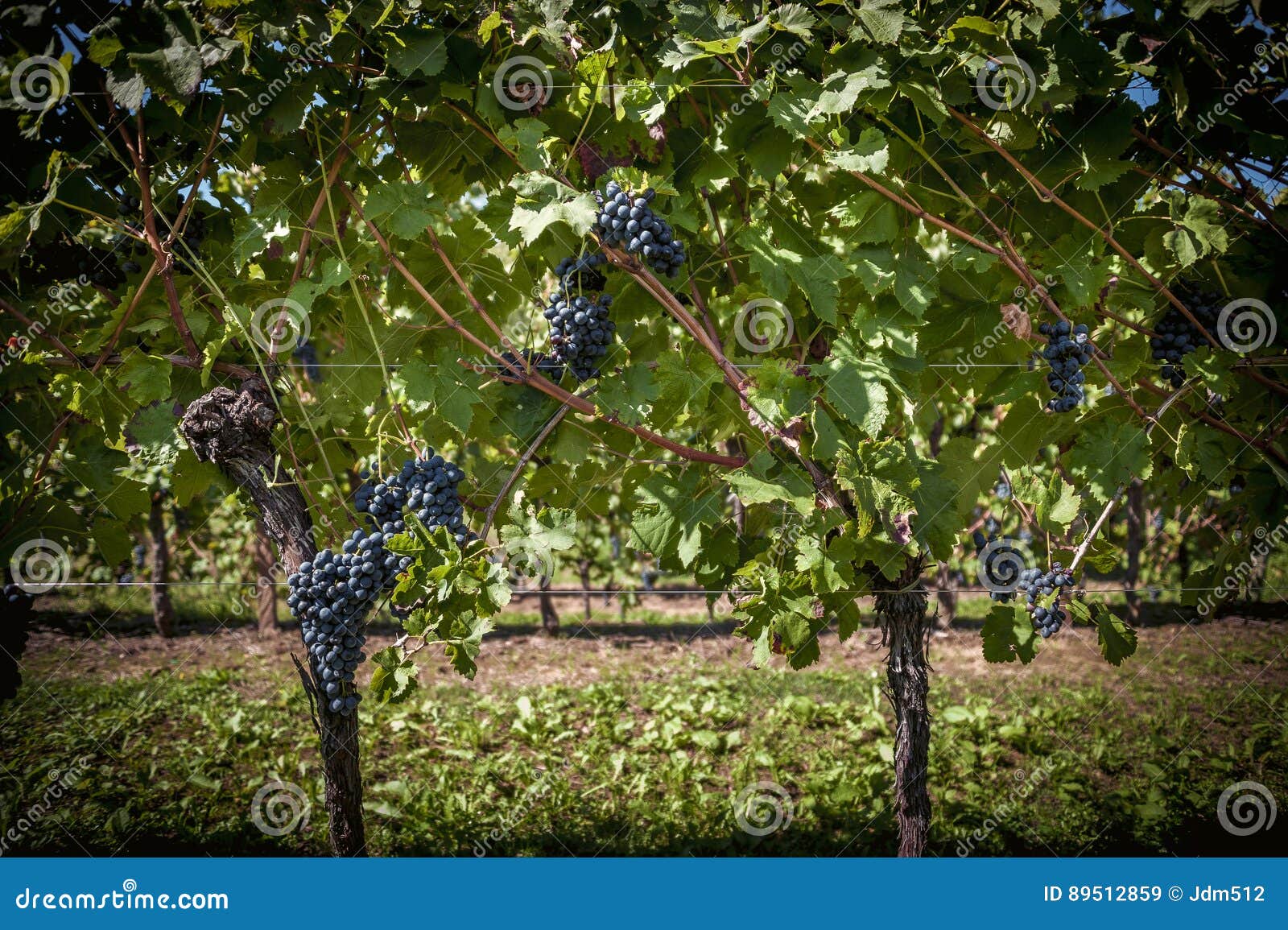 Rows of Grapevine with Ripe Bunches of Red Wine Stock Image - Image of ...