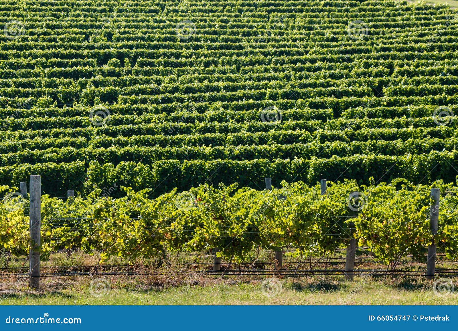 Rows of Grapevine in Vineyard Stock Image - Image of leaves, tendrils ...