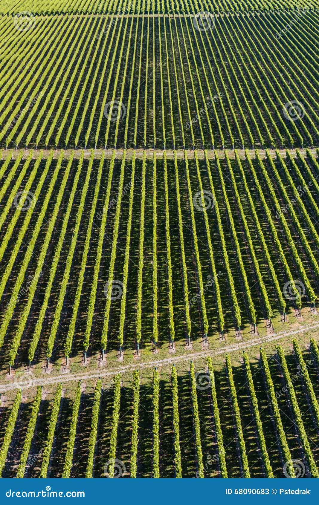 Rows of Grapevine in Vineyard Stock Image - Image of rows, grapevine ...