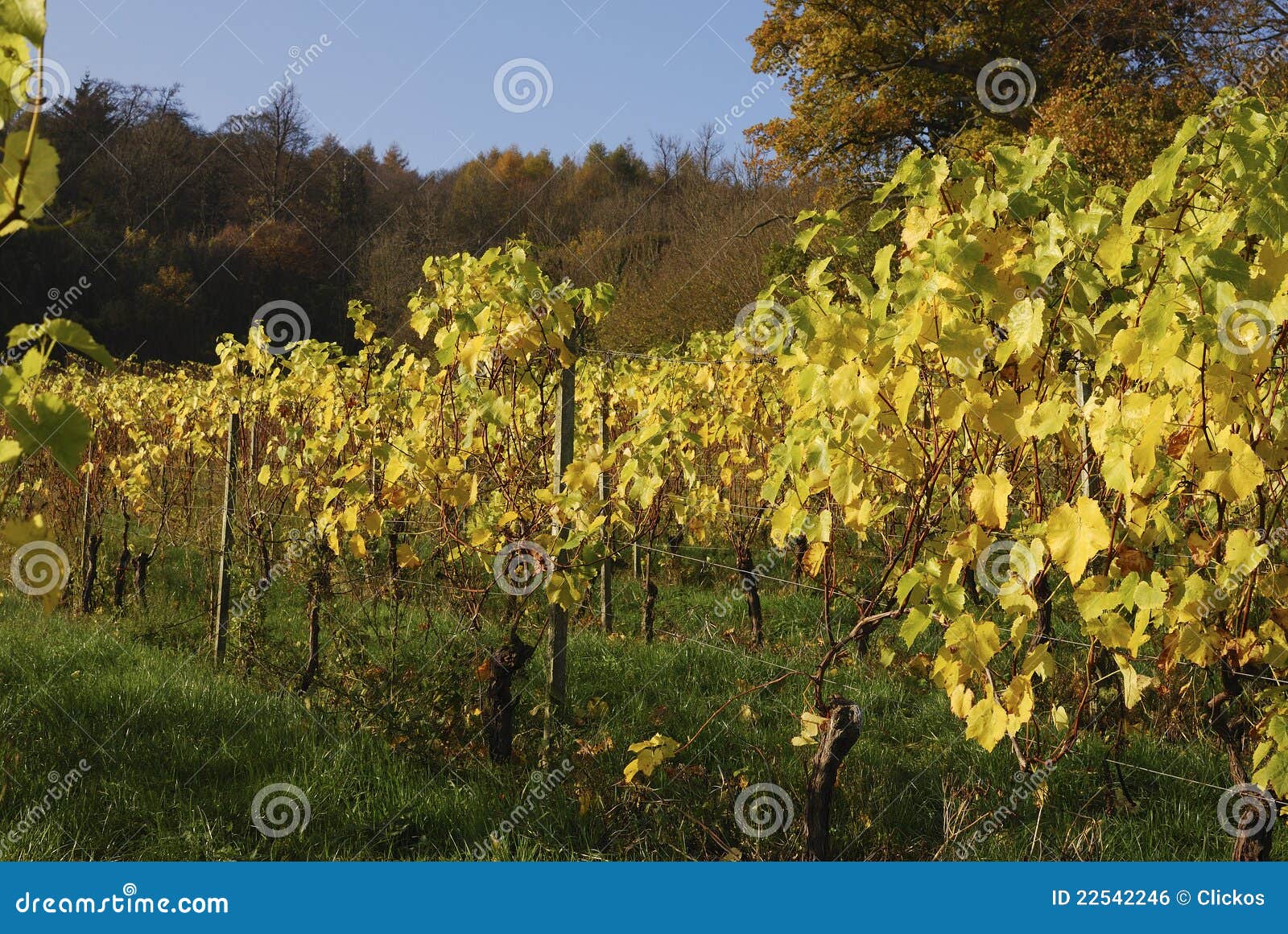 Rows of Grapevines in Autumn Stock Photo - Image of leaf, agriculture ...