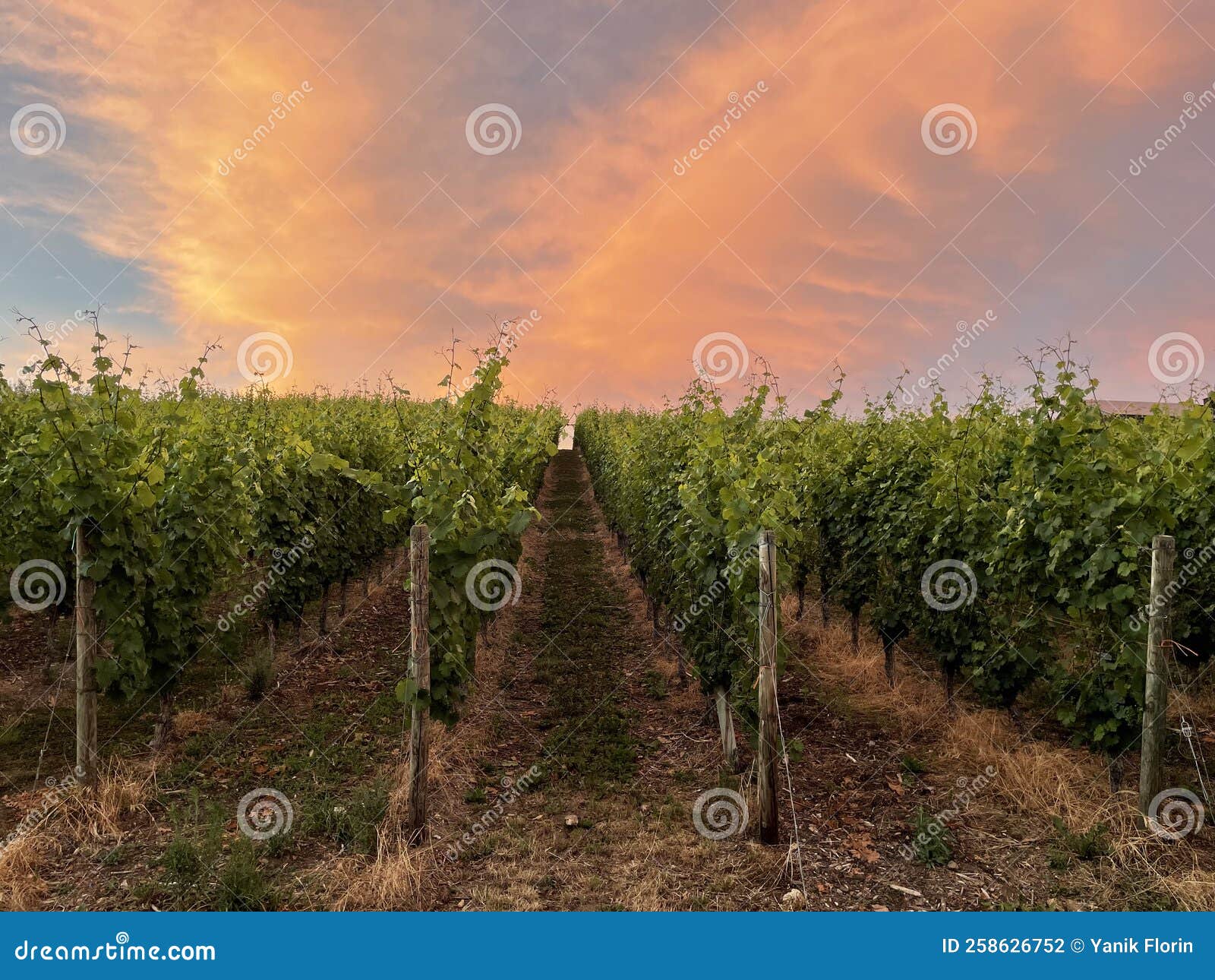 Rows of Grapevines in the Evening with a Bright Colored Sunset Sky ...