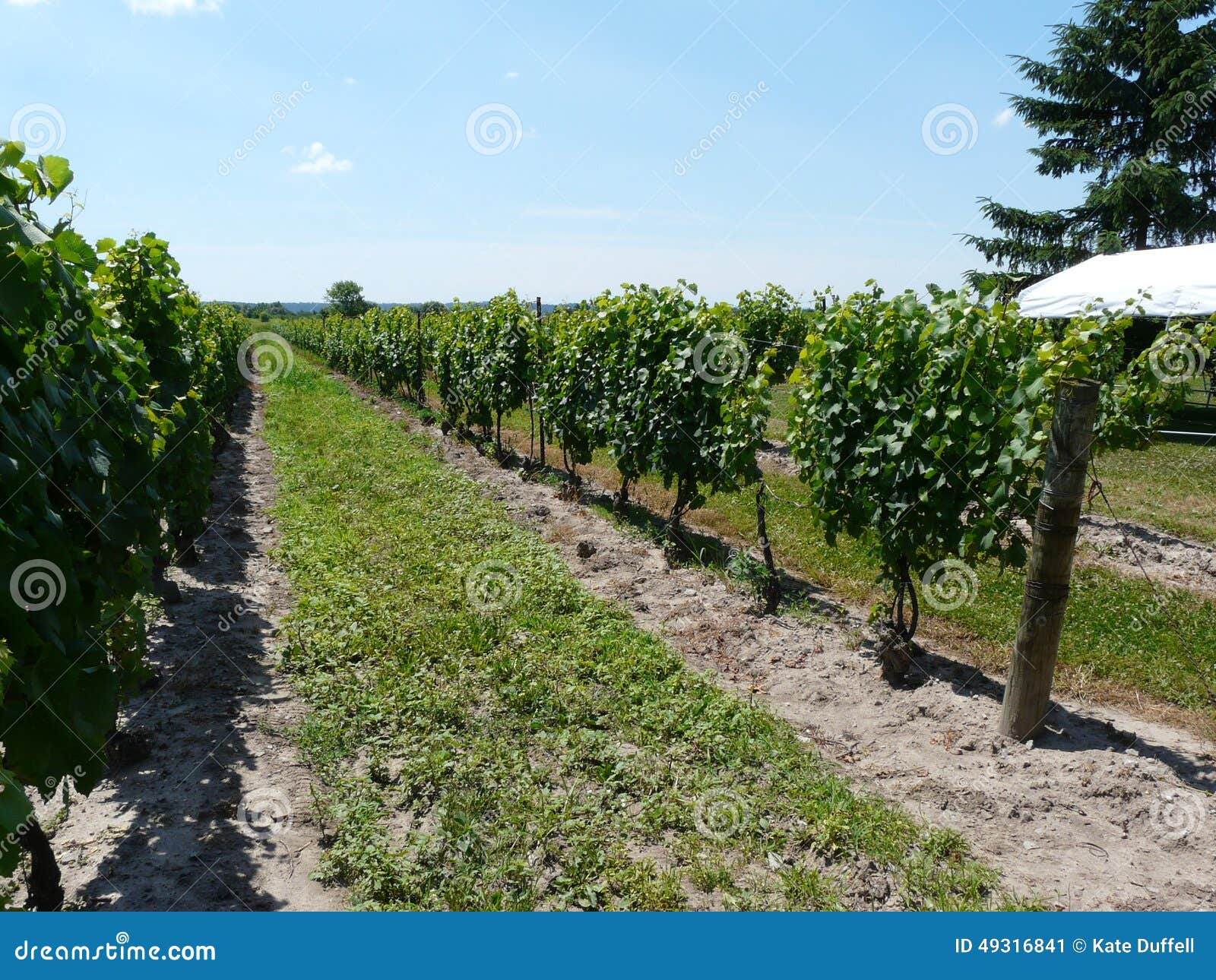 Rows of grapevines stock image. Image of grow, rural - 49316841