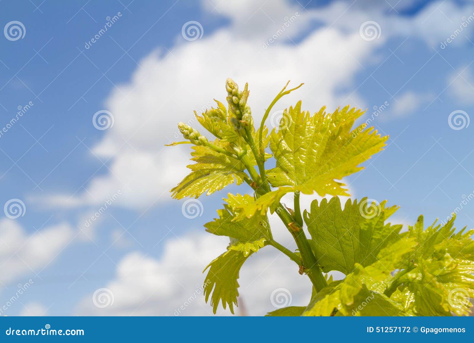 Rows of Grapevines in Spring Time with Young Grape Stock Photo - Image ...