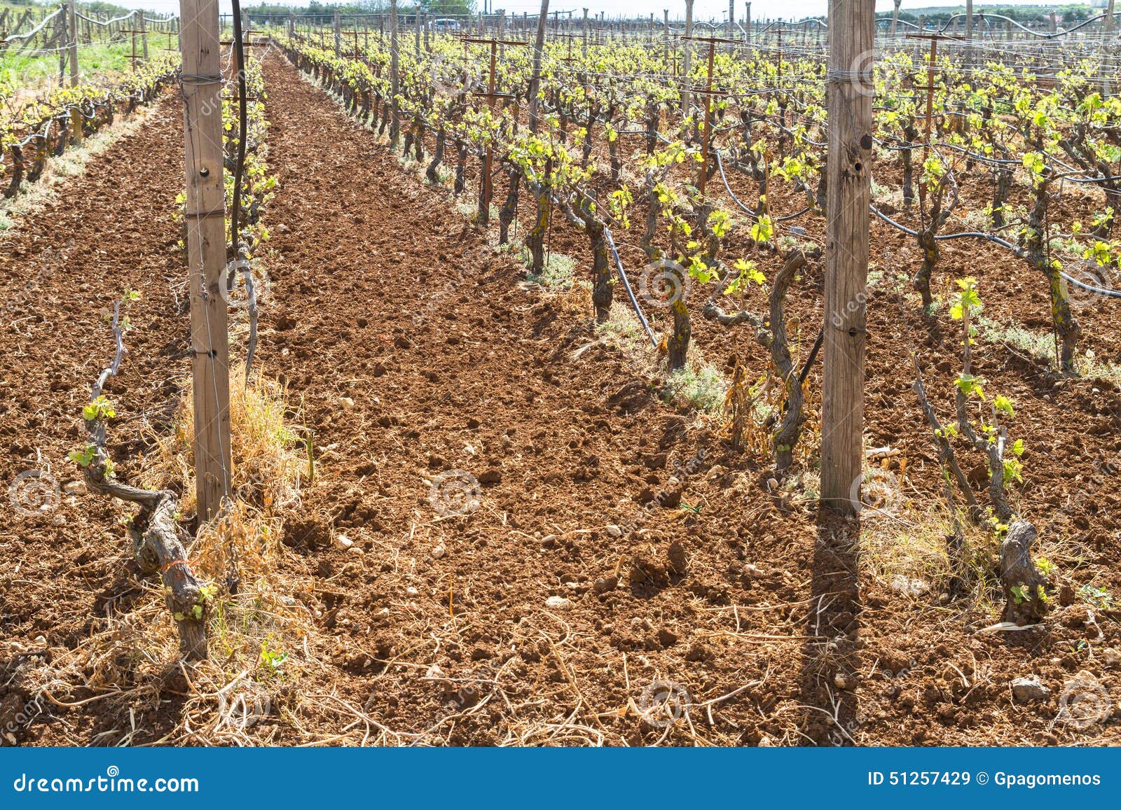 Rows of Grapevines in Spring Time with Young Grape Stock Image - Image ...