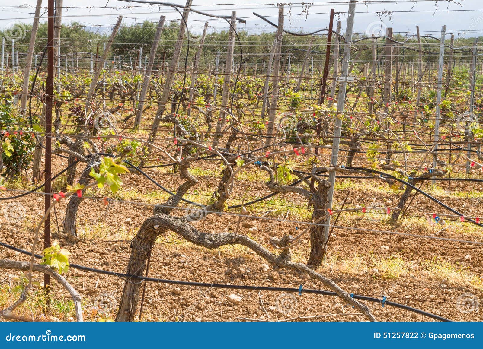 Rows of Grapevines in Spring Time with Young Grape Stock Photo - Image ...