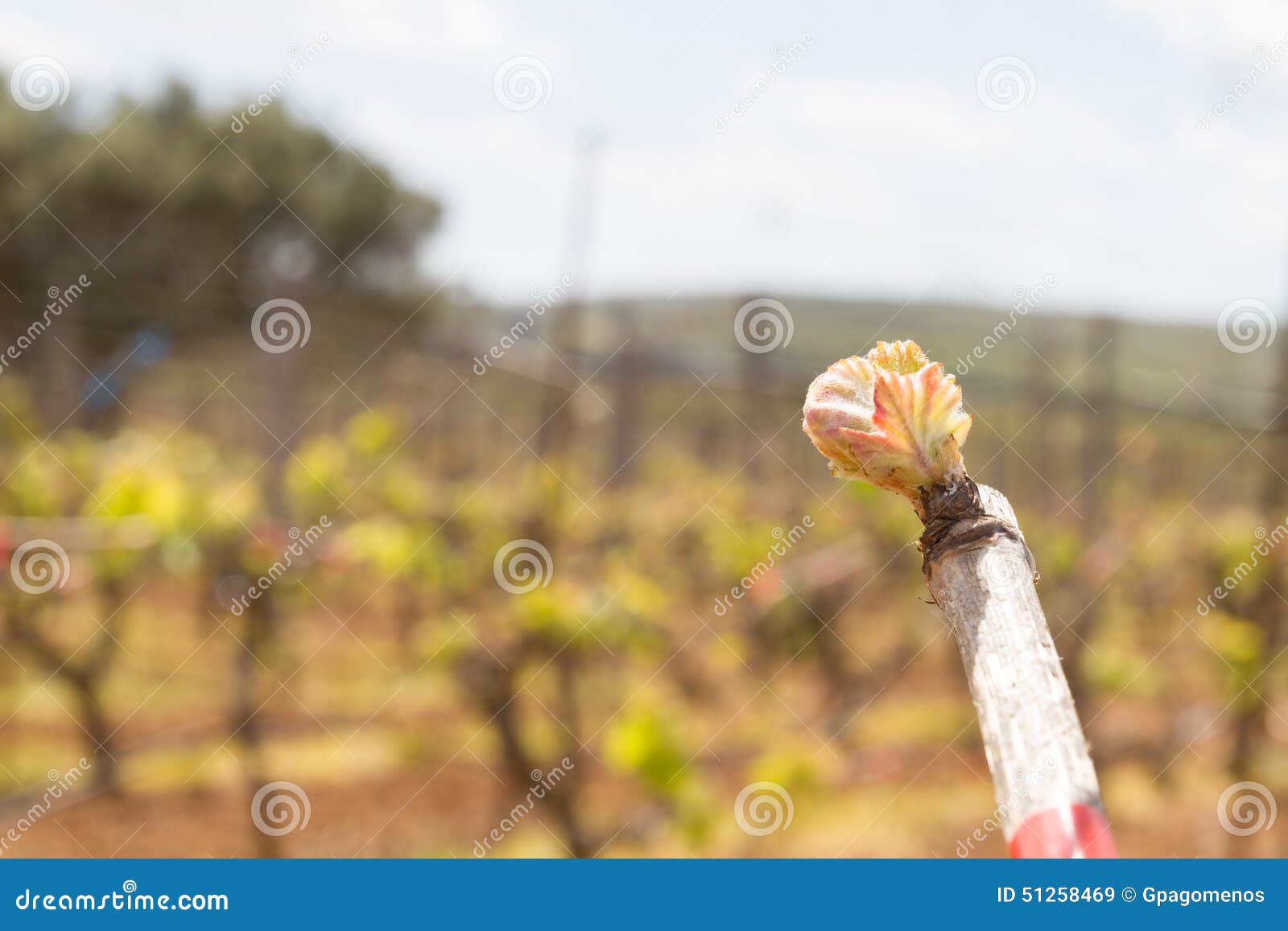 Rows of Grapevines in Spring Time with Young Grape Stock Image - Image ...