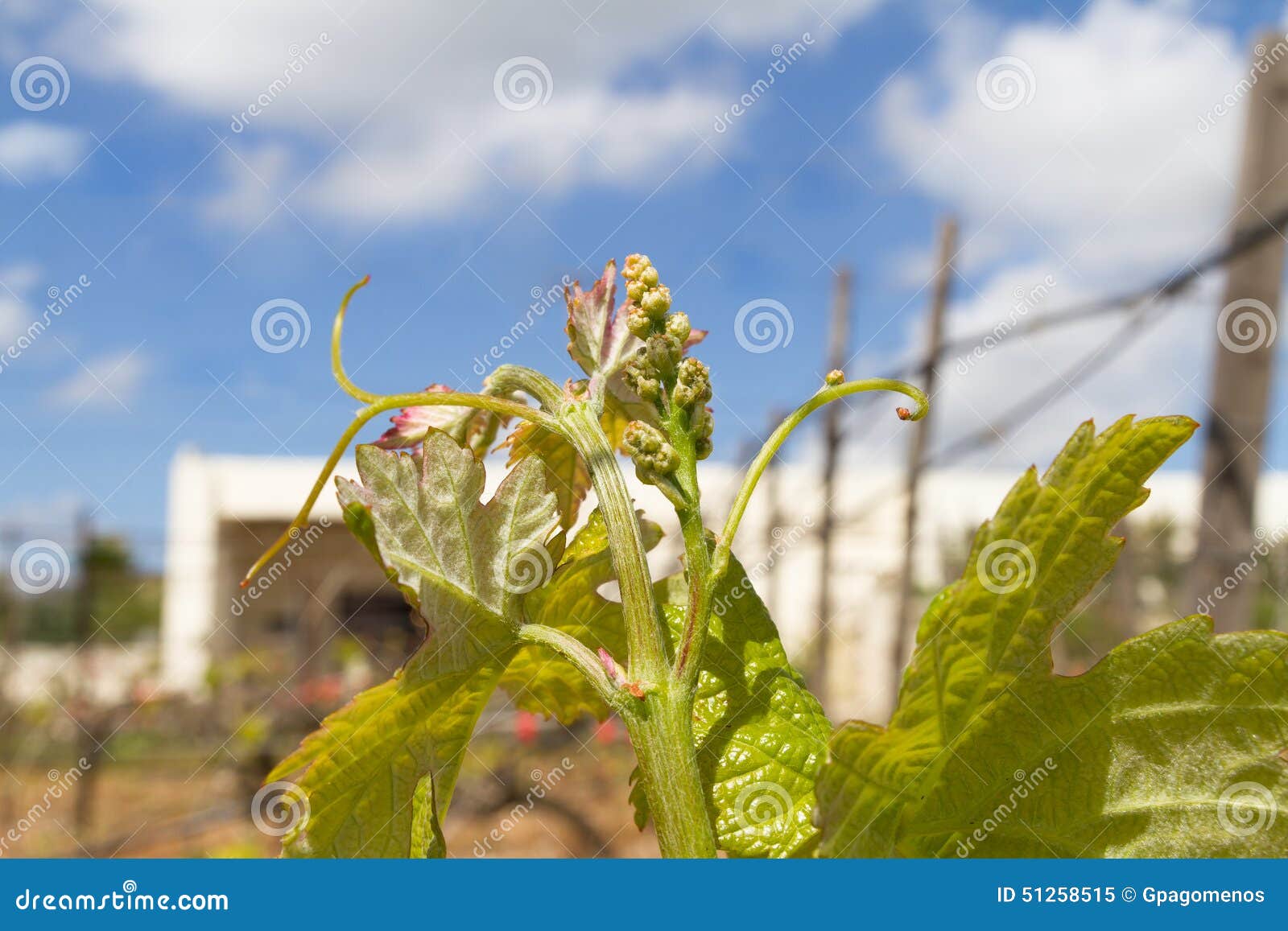 Rows of Grapevines in Spring Time with Young Grape Stock Image - Image ...
