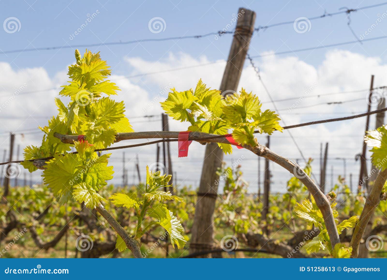 Rows of Grapevines in Spring Time with Young Grape Stock Image - Image ...