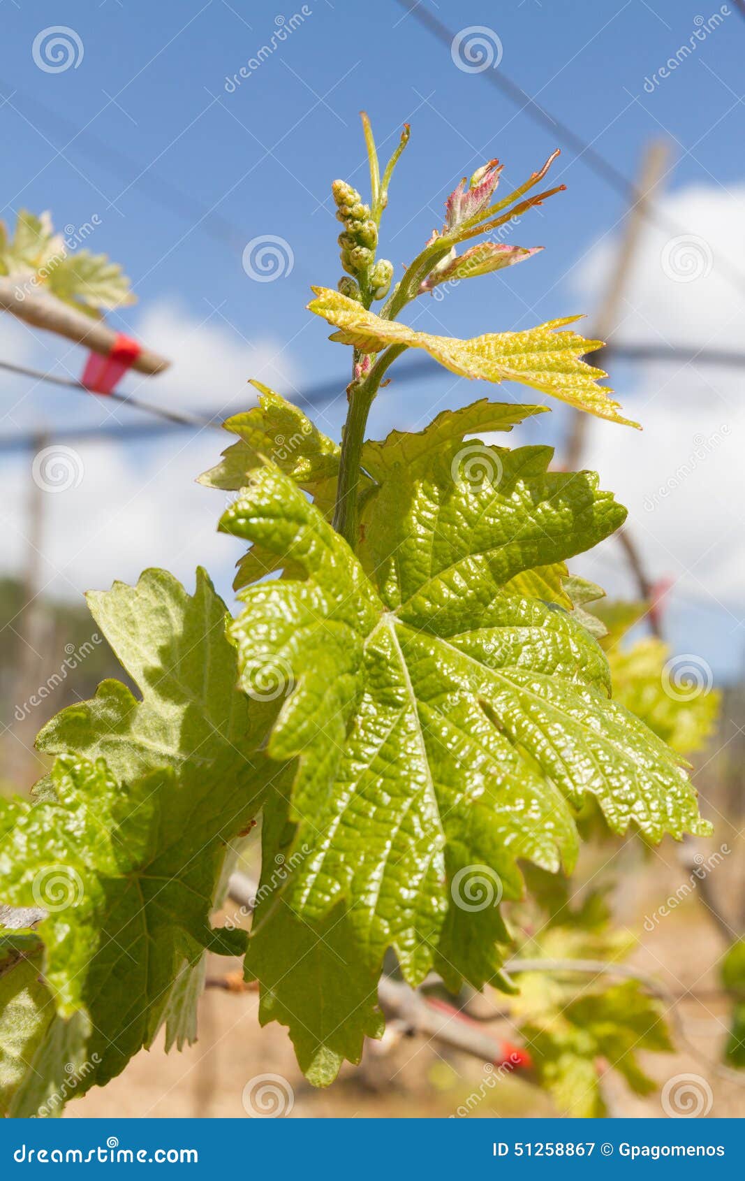 Rows of Grapevines in Spring Time with Young Grape Stock Image - Image ...