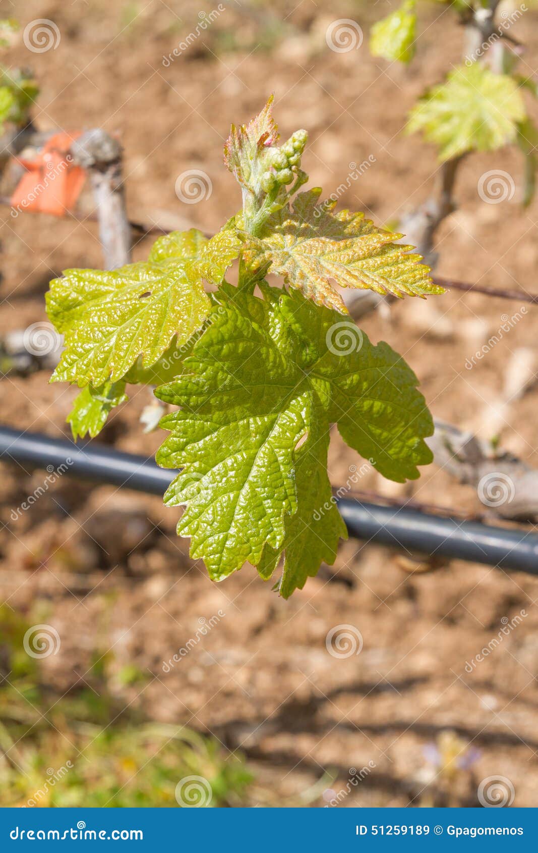 Rows of Grapevines in Spring Time with Young Grape Stock Image - Image ...