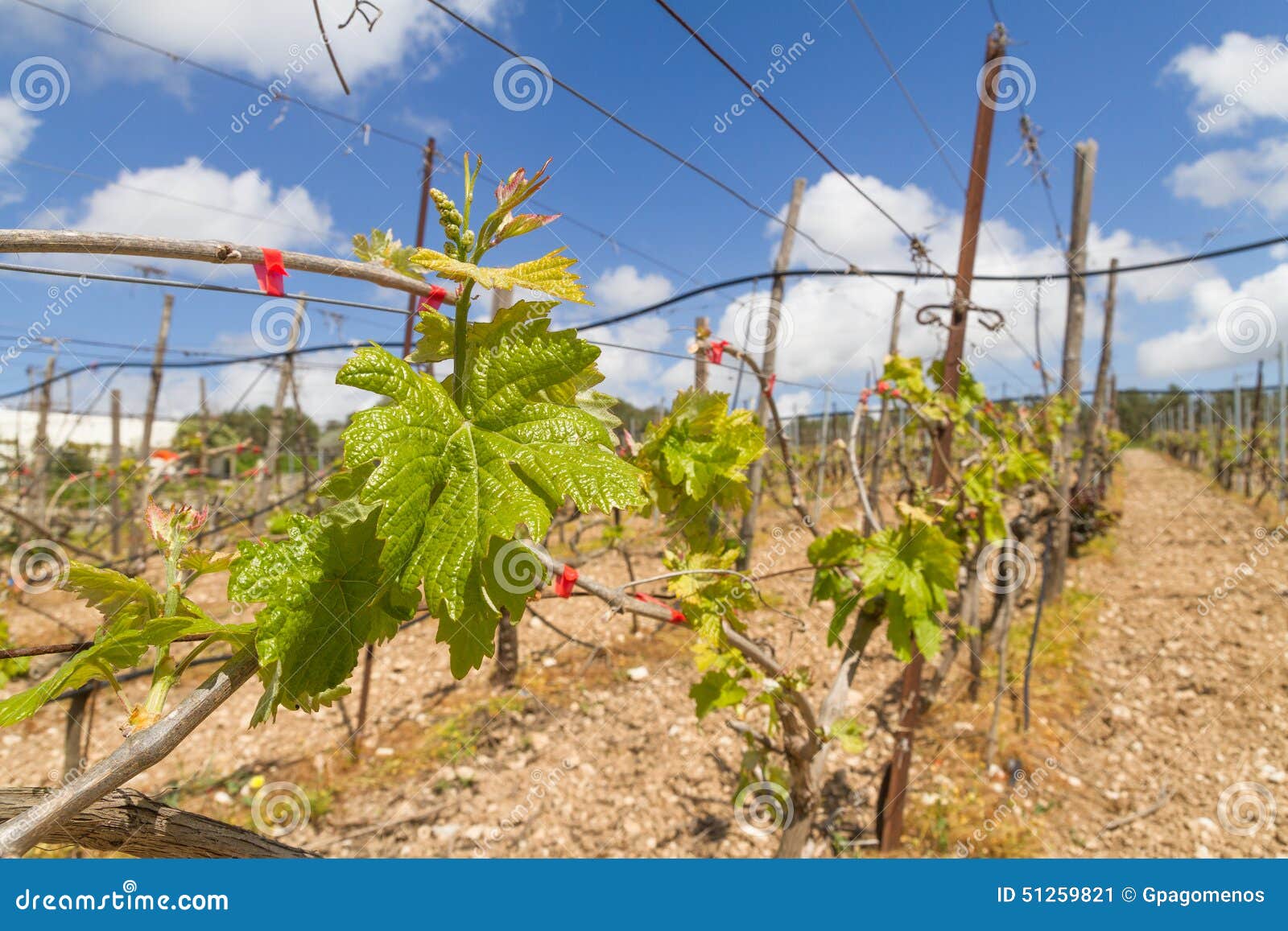 Rows of Grapevines in Spring Time with Young Grape Stock Image - Image ...