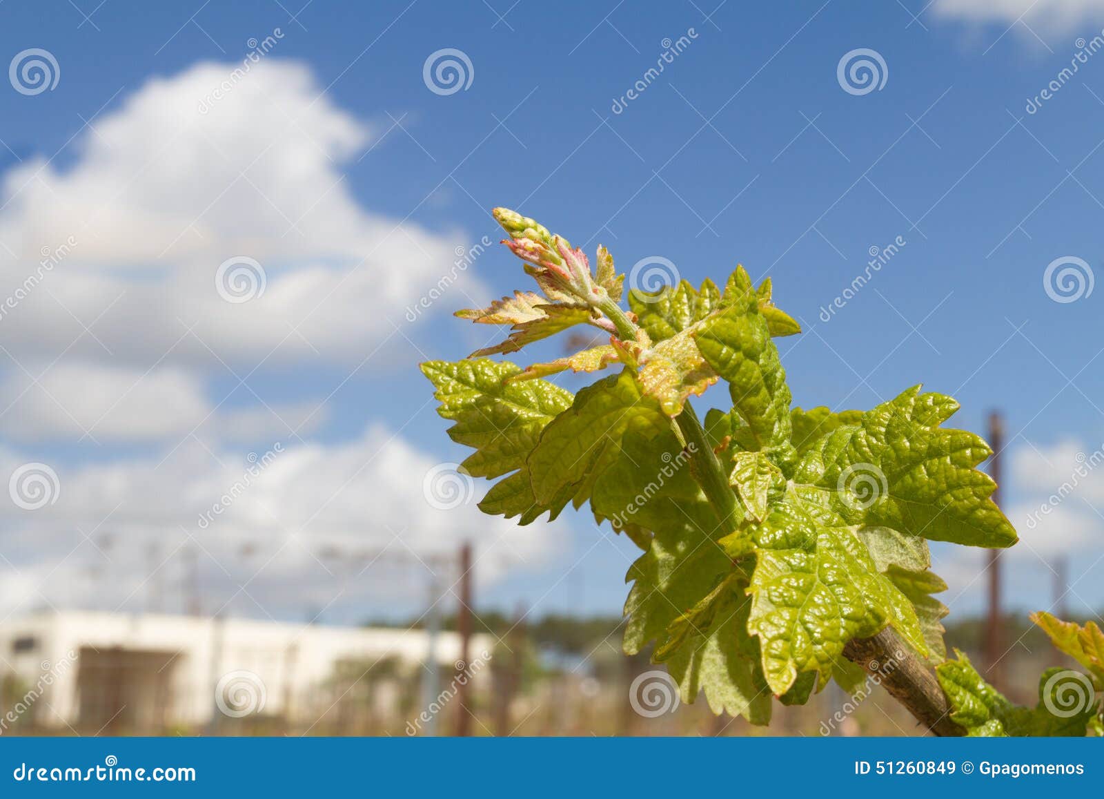 Rows of Grapevines in Spring Time with Young Grape Stock Image - Image ...