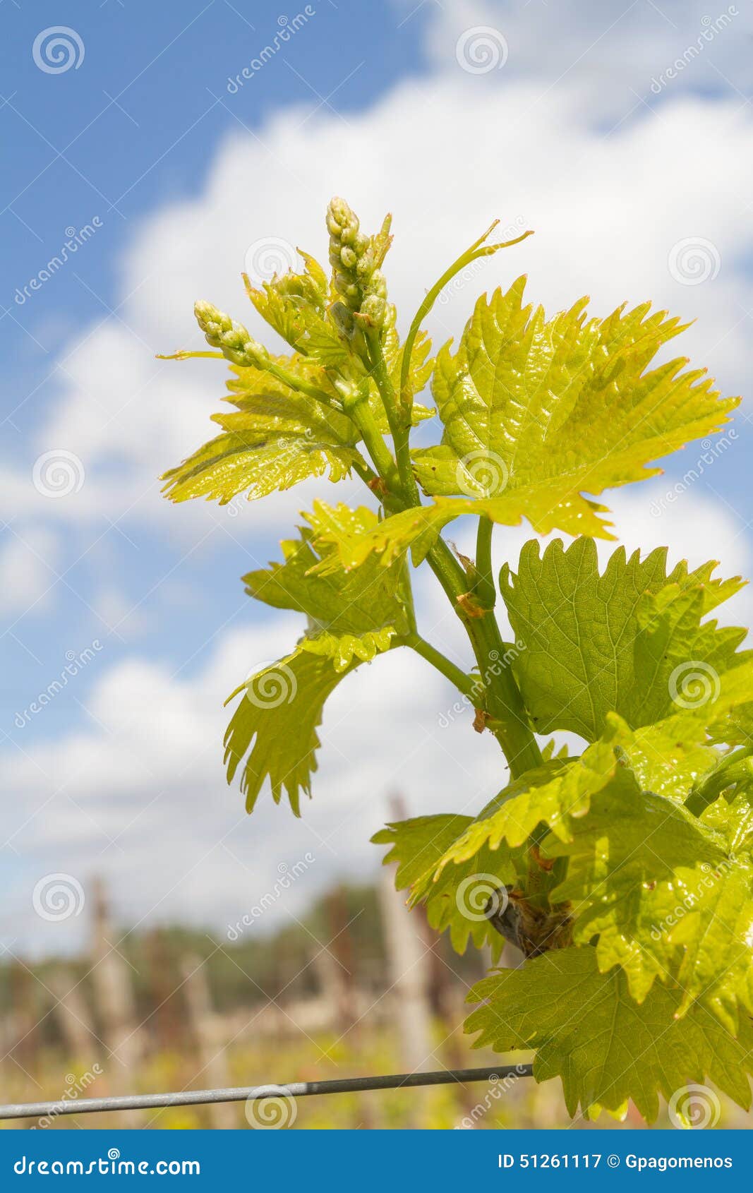 Rows of Grapevines in Spring Time with Young Grape Stock Image - Image ...