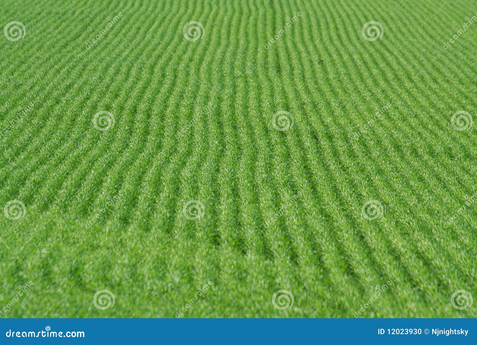 Rows of grass stock photo. Image of texture, rows, outdoor - 12023930