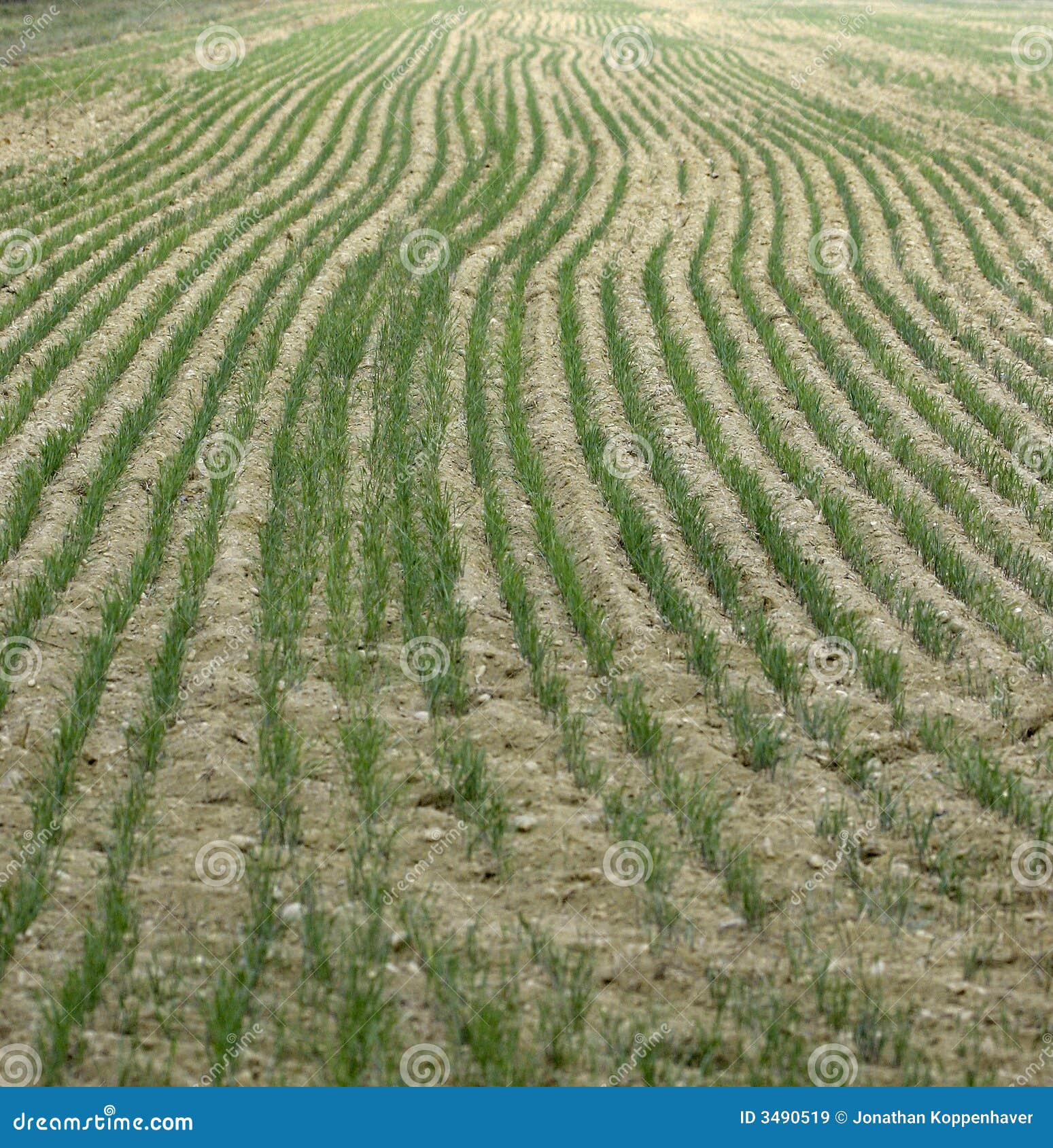 Rows of Grass stock image. Image of dirt, farm, rows, horizon - 3490519