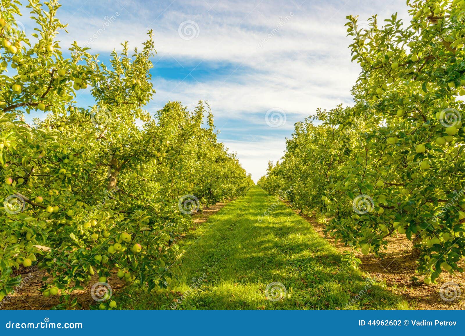 Rows of green apple trees stock photo. Image of ripe - 44962602