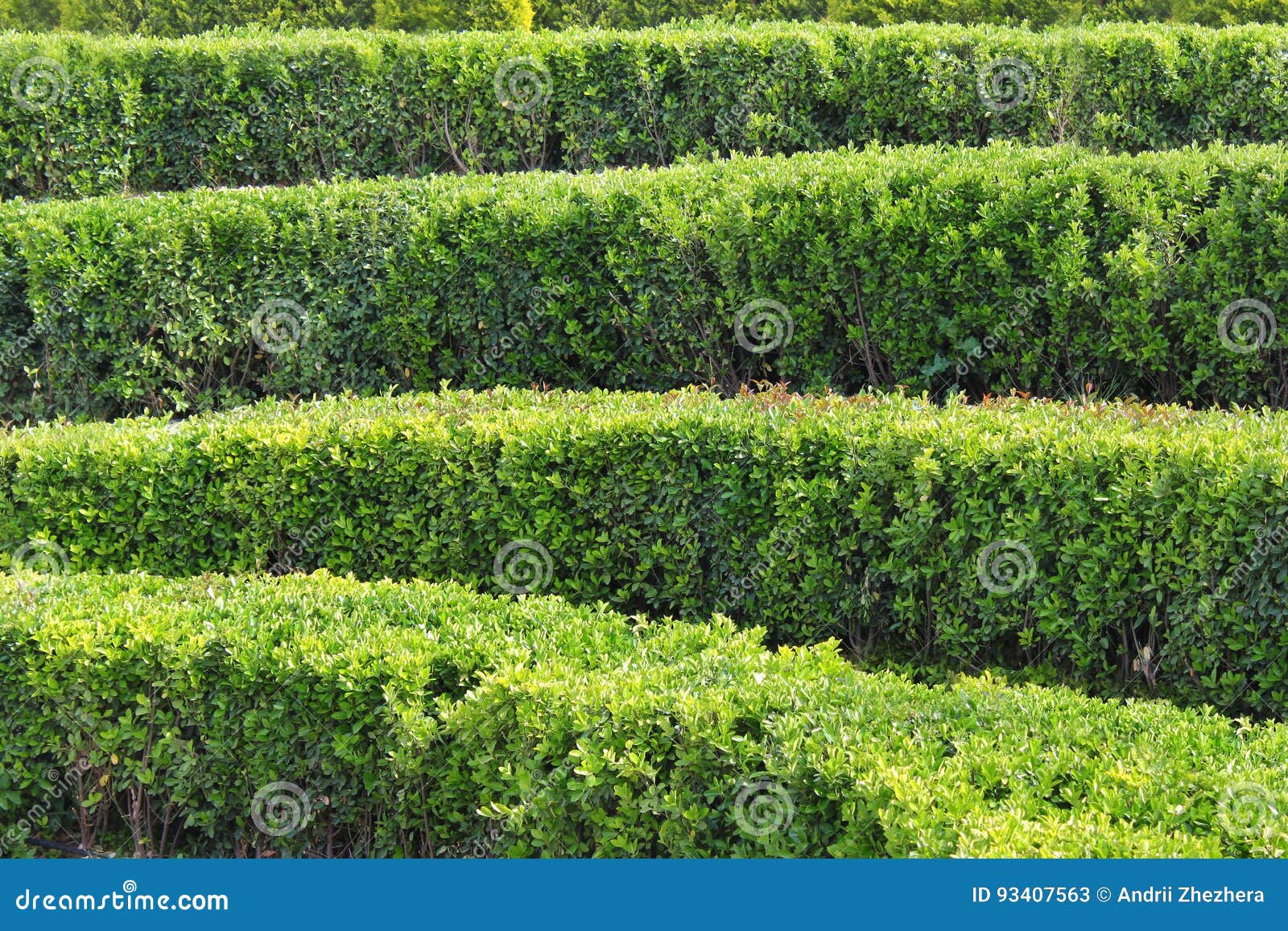 Rows of Green Bushes in a Formal Garden Stock Image - Image of ...