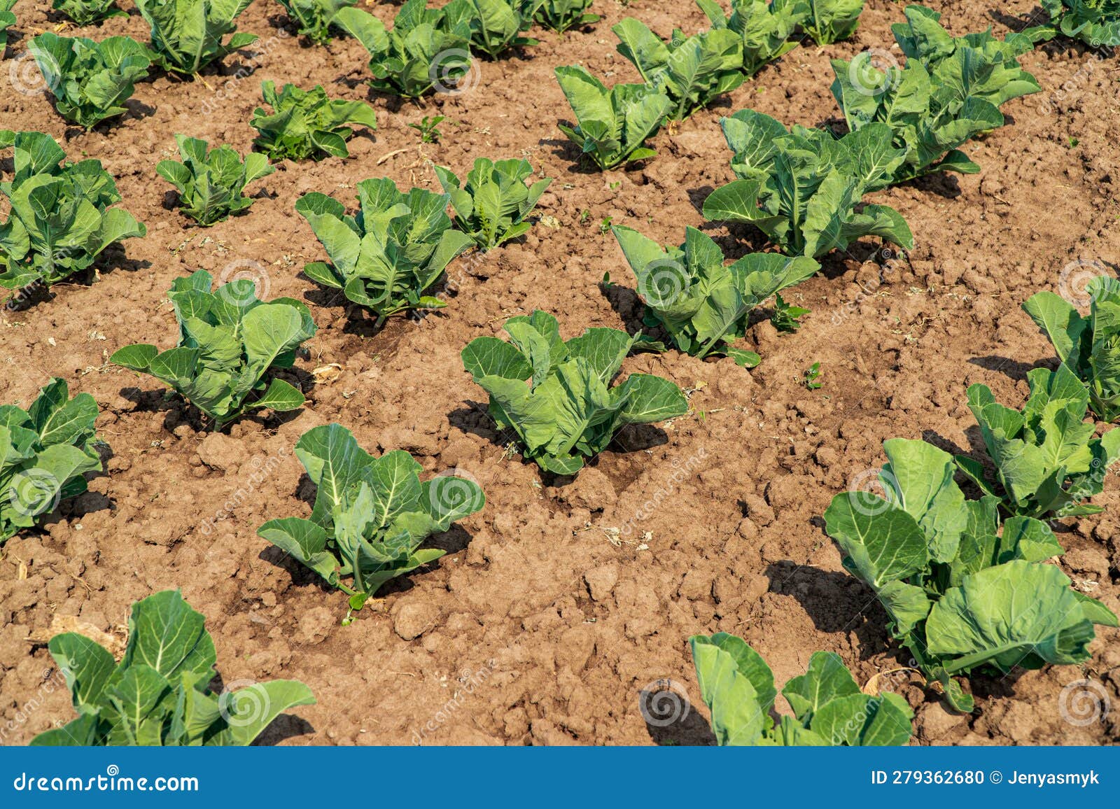 Rows of Green Cabbage. Agricultural Scene with Green Cabbage Growing ...